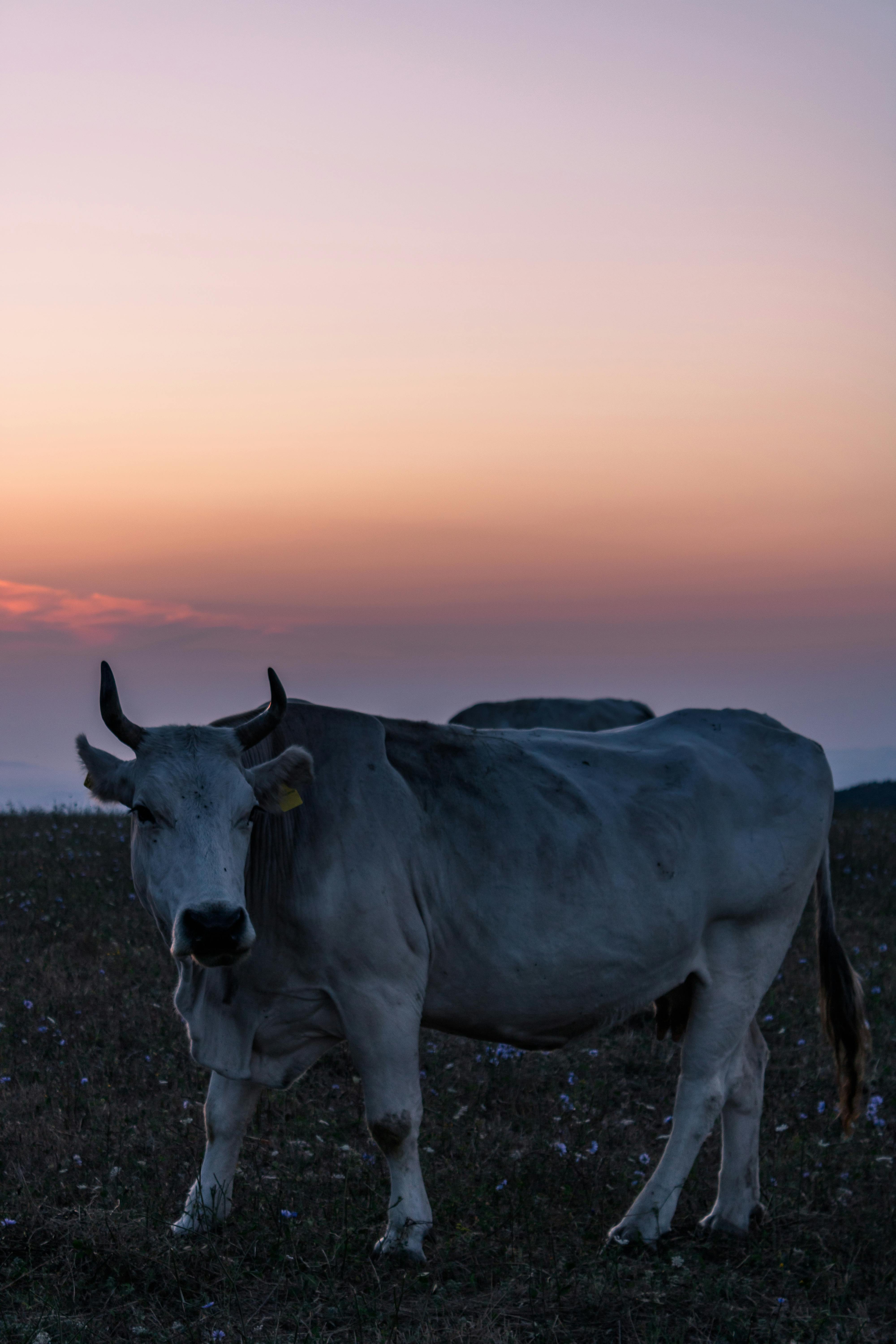 Two Bulls Working in a Field · Free Stock Photo