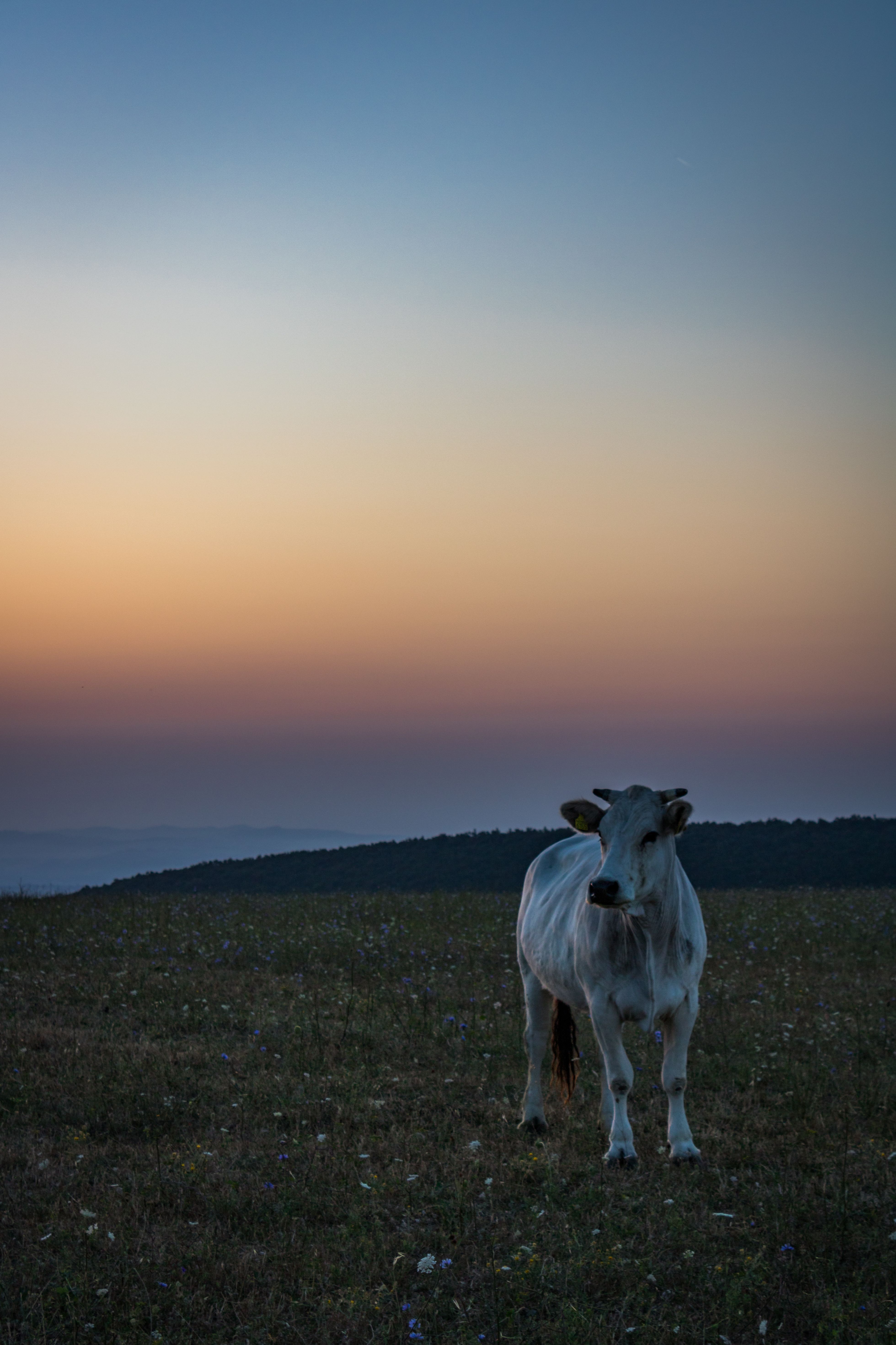 10,236+ Best Free Indian cow Stock Photos & Images · 100% Royalty-Free ...