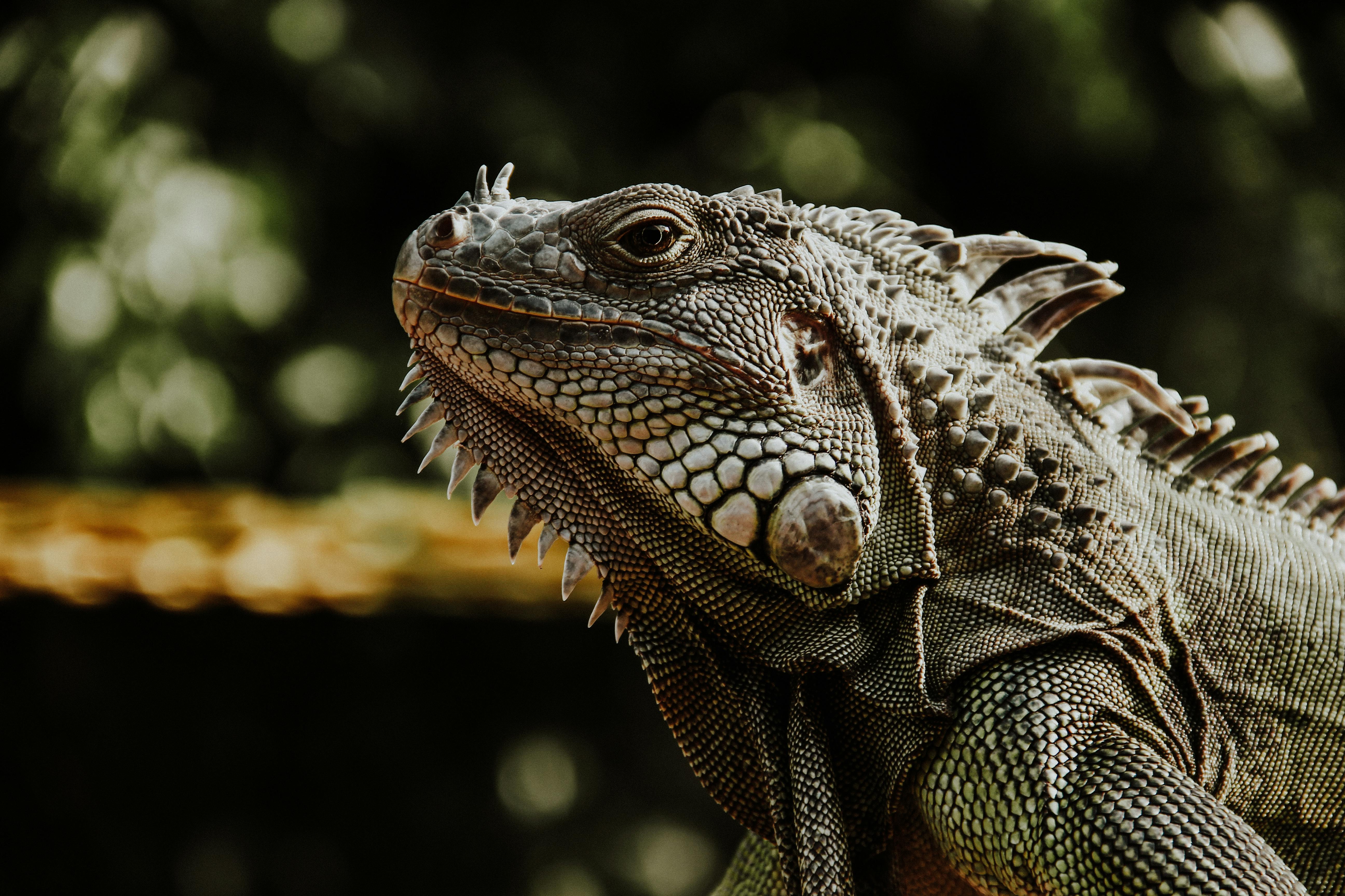 Reptile on Rock · Free Stock Photo