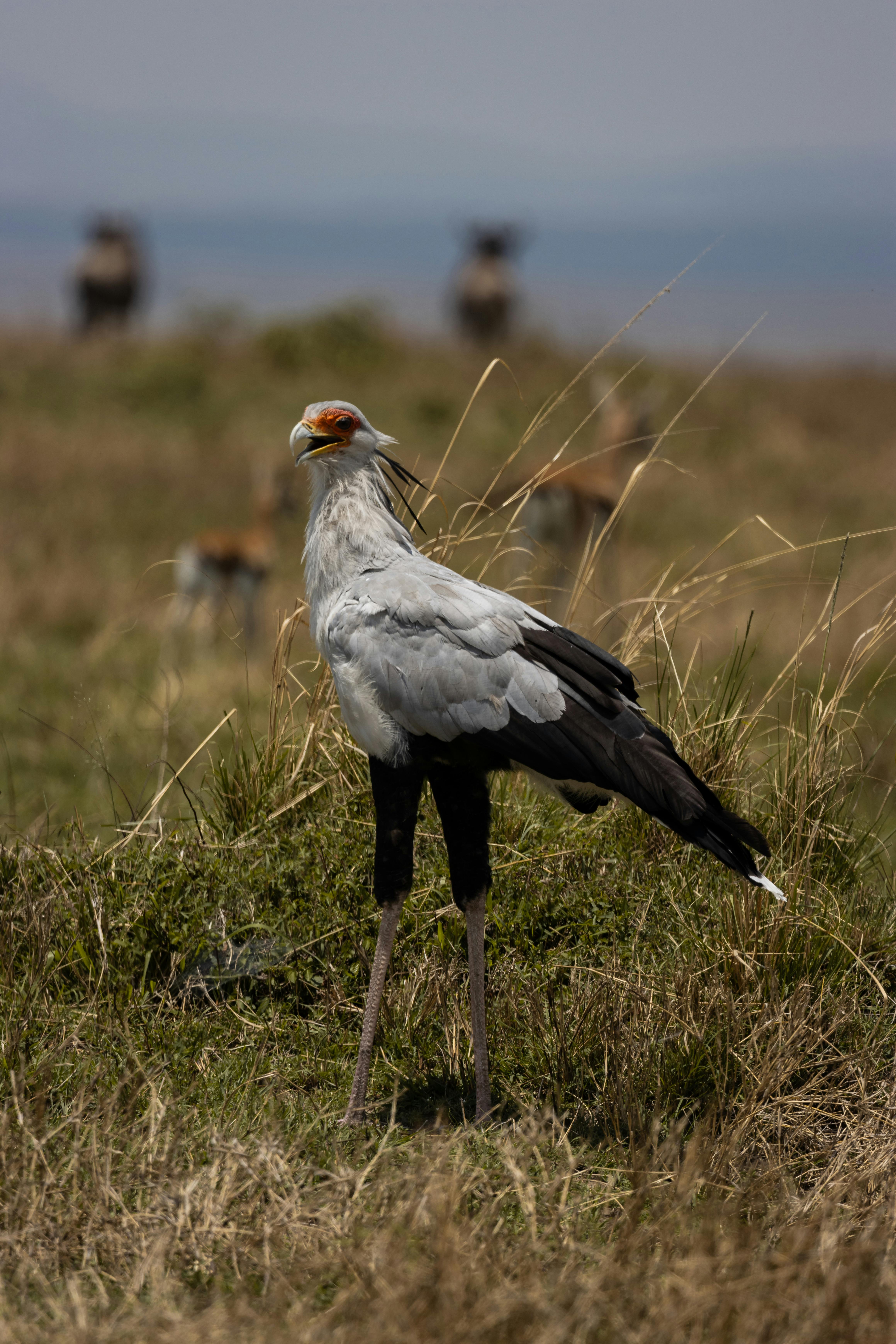 Secretary Bird Photos, Download The BEST Free Secretary Bird Stock ...