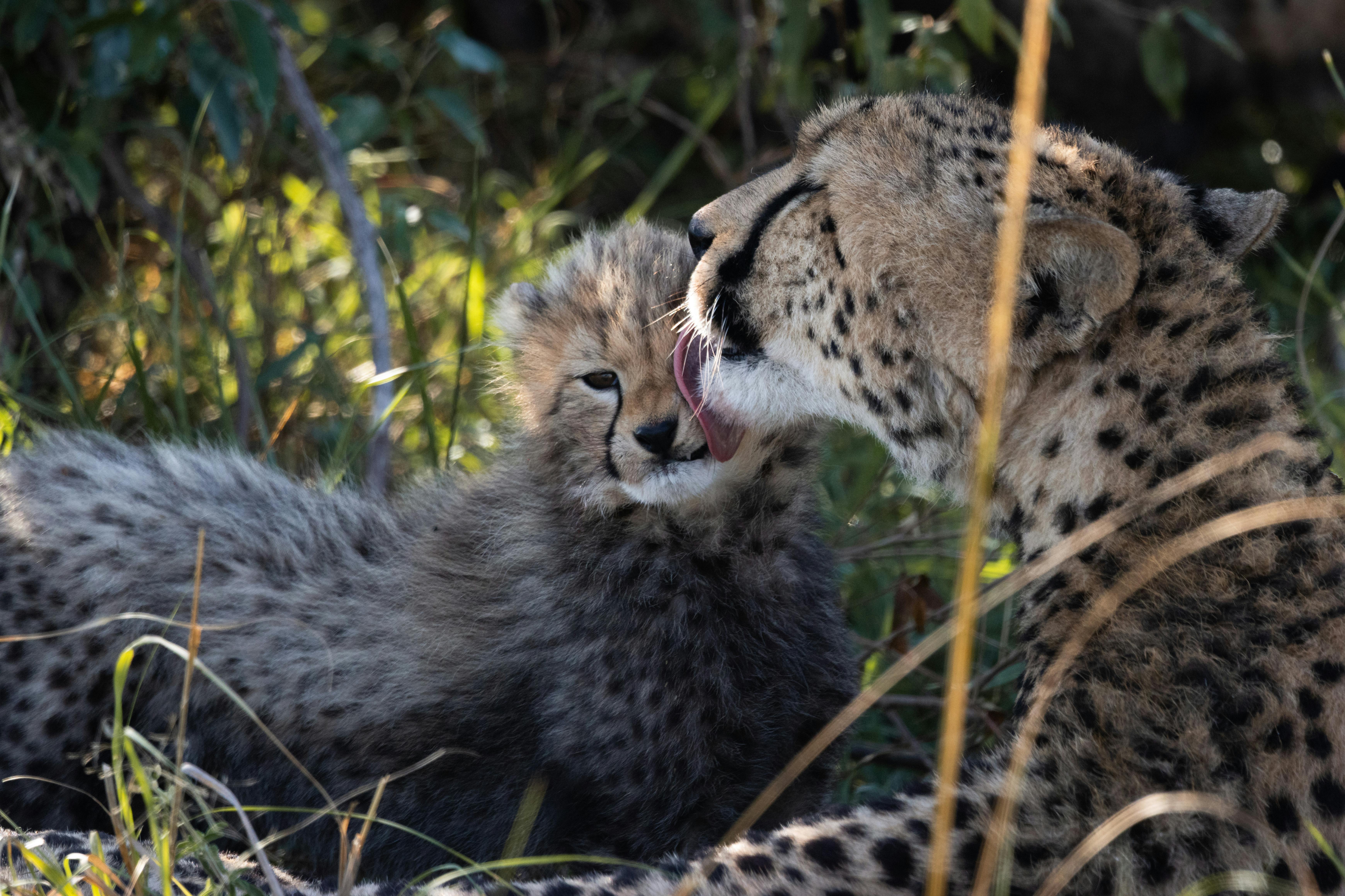 Mother Cheetah Licking Her Cub · Free Stock Photo