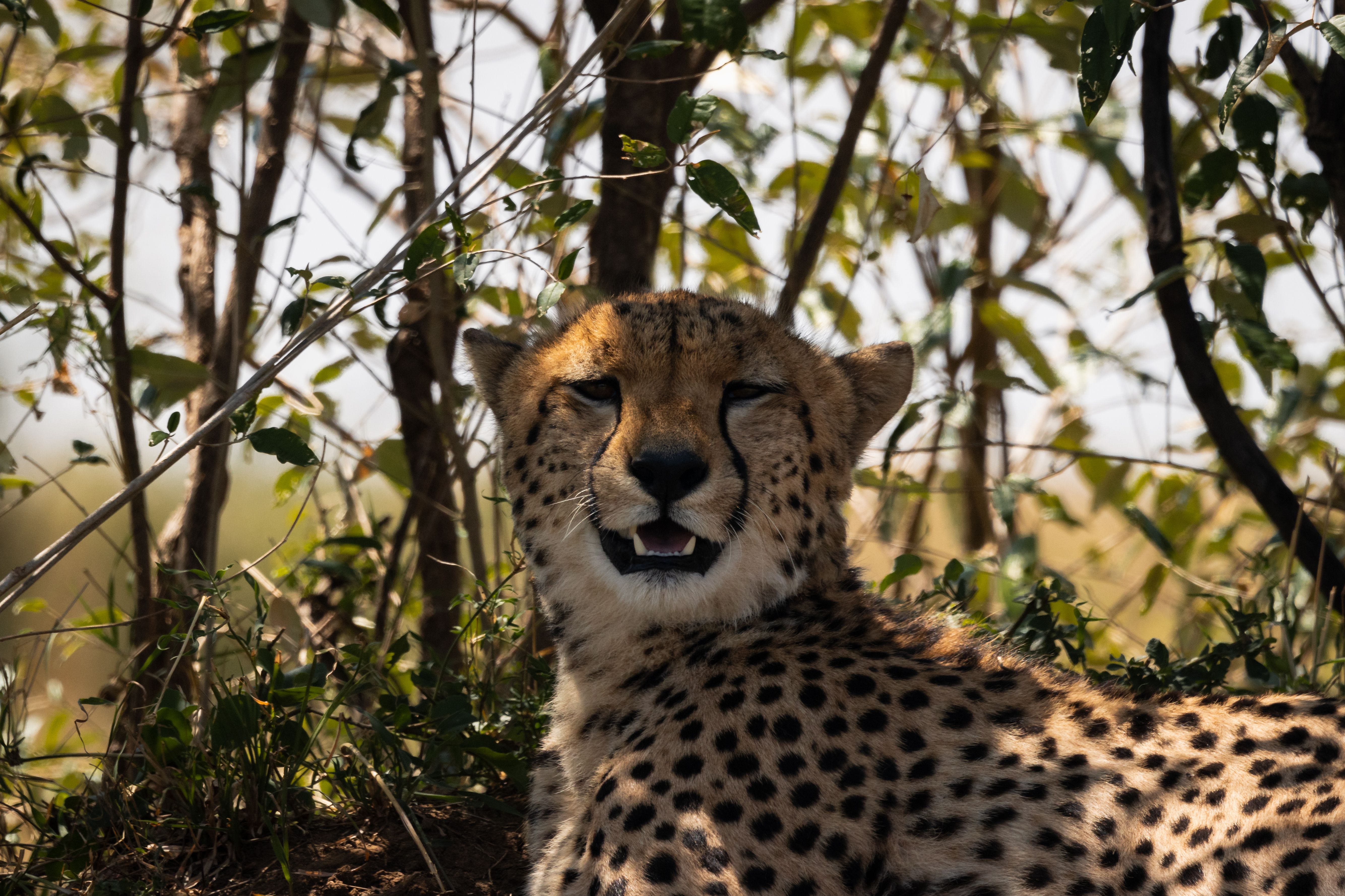 Cheetah Walking on Grass · Free Stock Photo