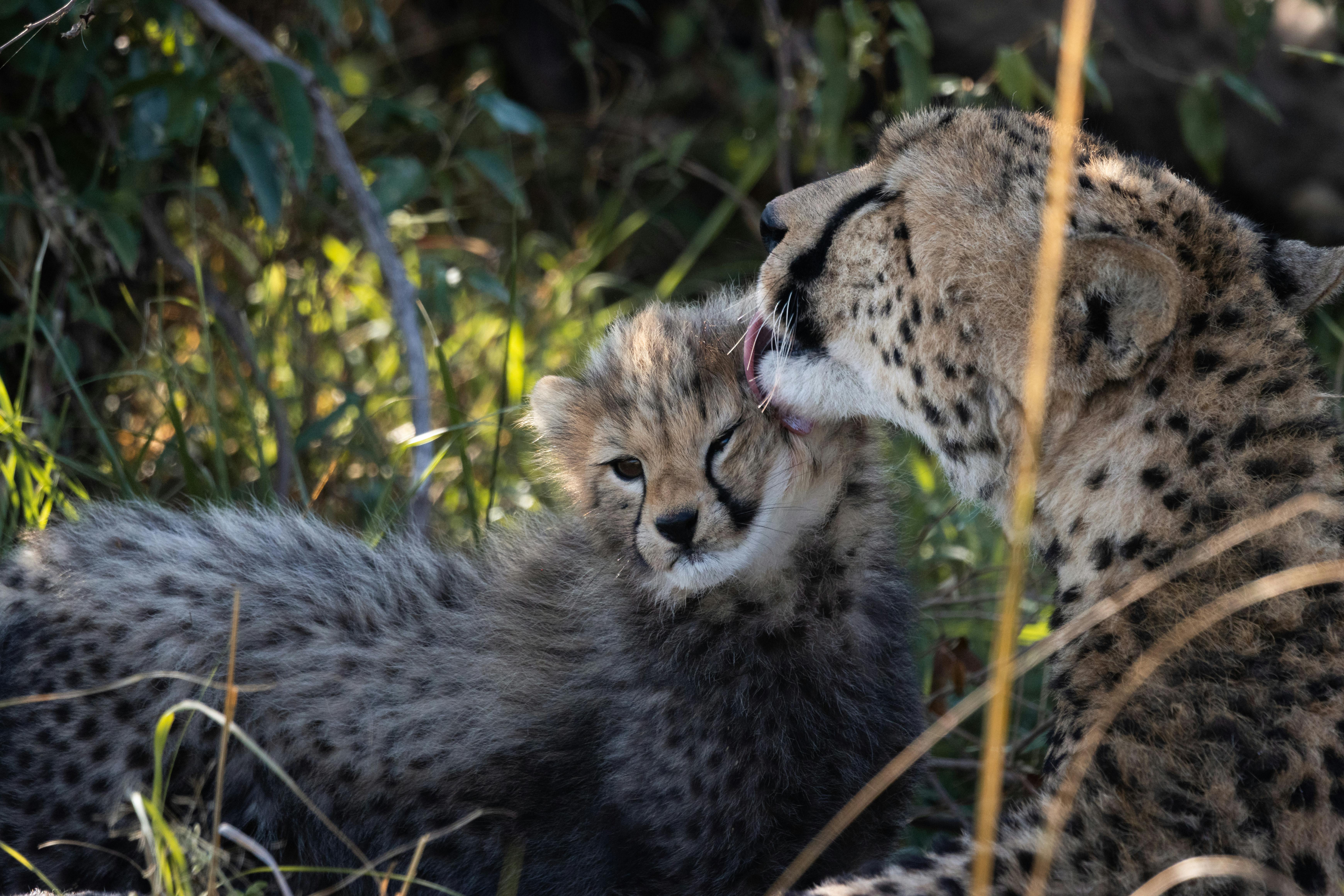 100+ Best Cubs Photos · 100% Free Download · Pexels Stock Photos