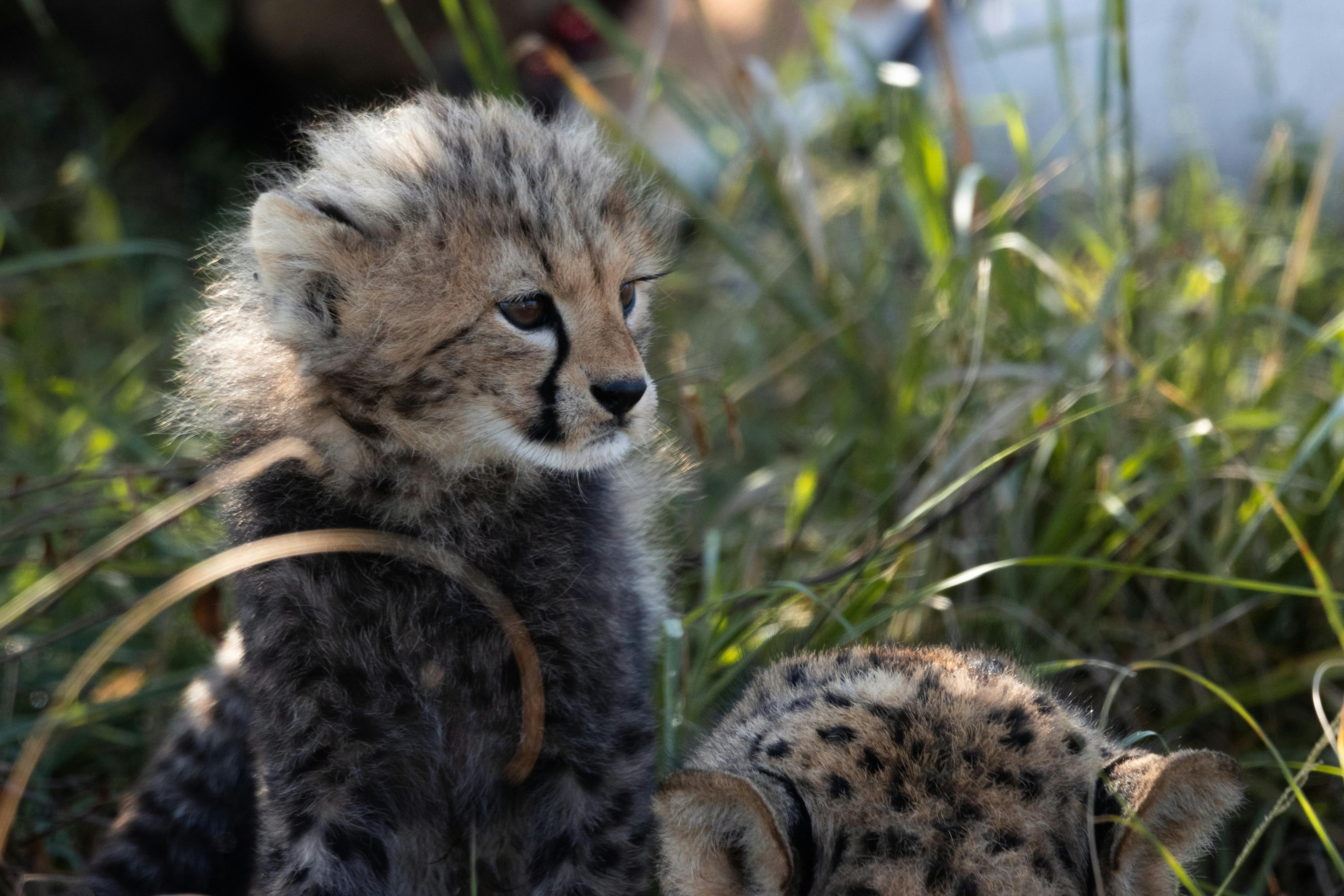 Cheetah Cub on Green Grass · Free Stock Photo