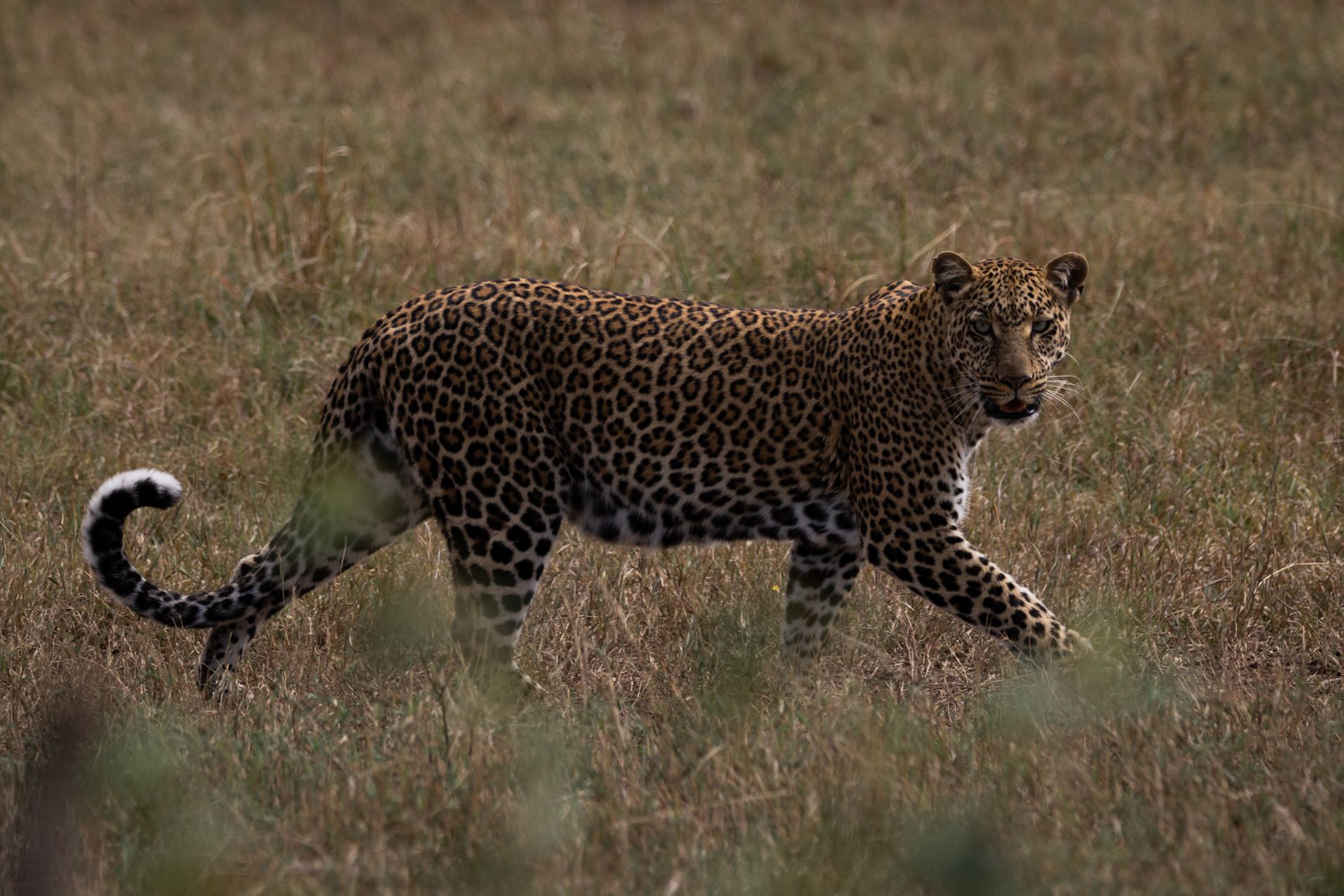 Discovering Leopard Appaloosa Horses: Unique Characteristics