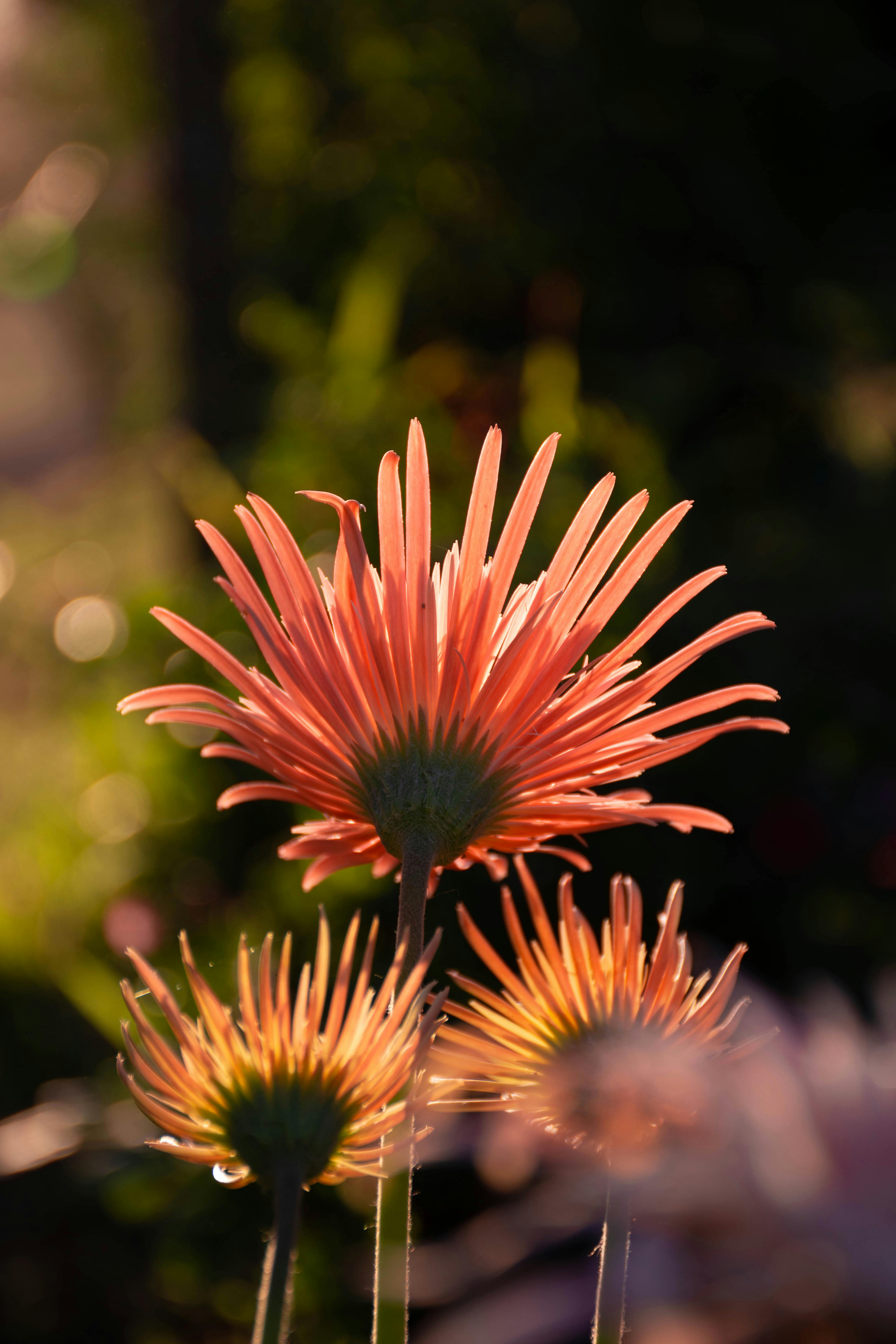 Close Up of Common Violet · Free Stock Photo