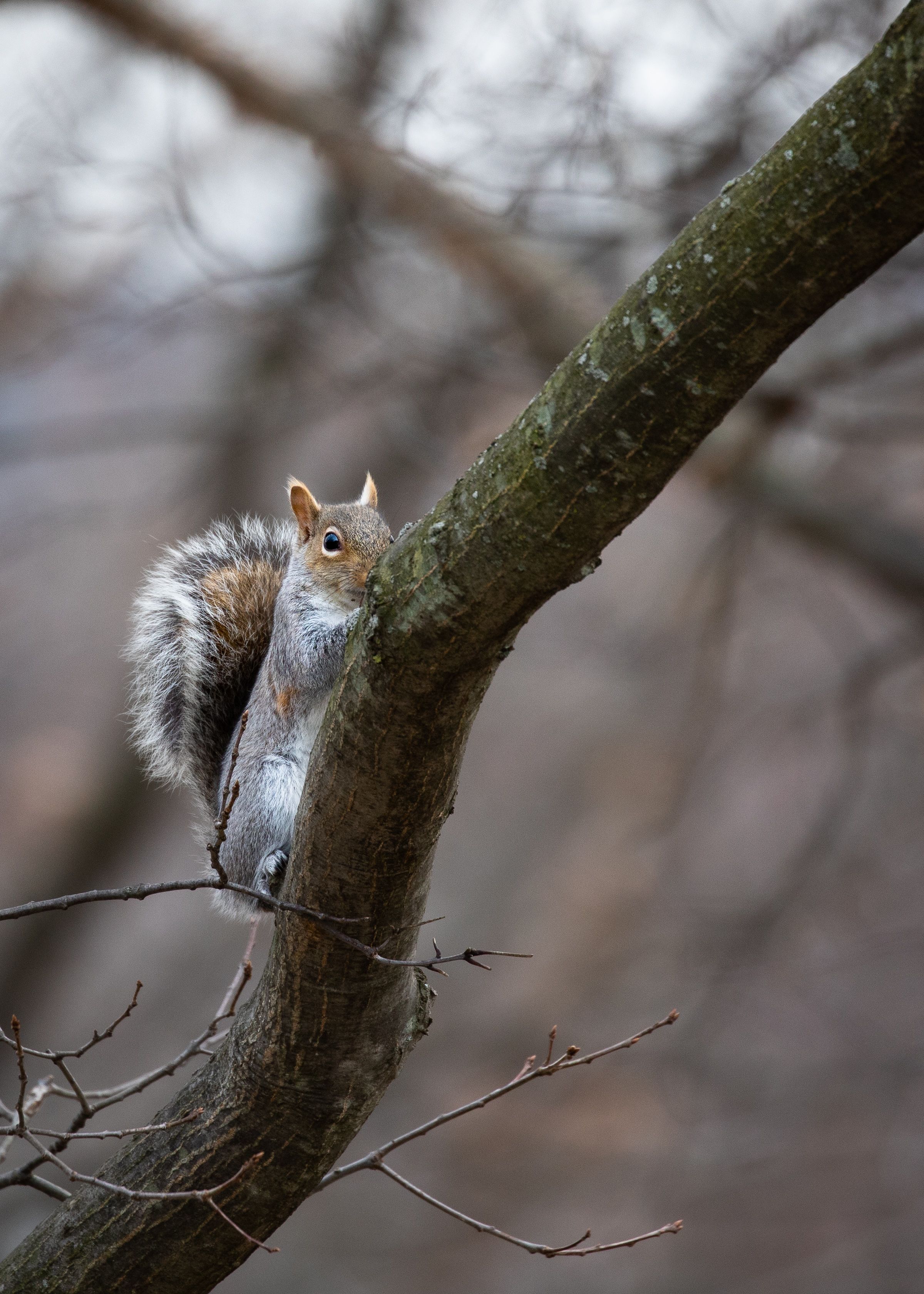 Silver Fox in Snow · Free Stock Photo