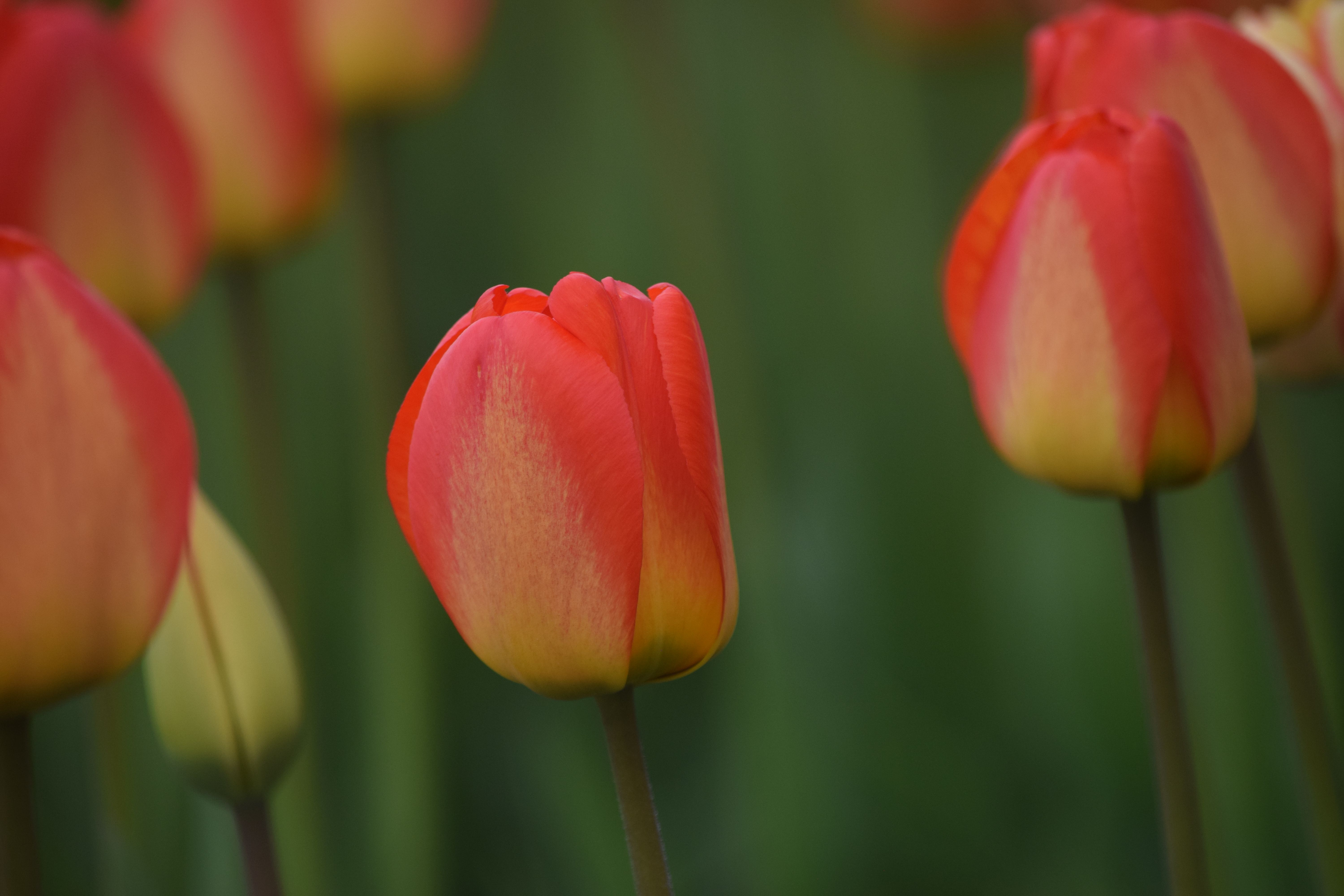 Close-Up Shot of a Little Plant on the Black Pot · Free Stock Photo