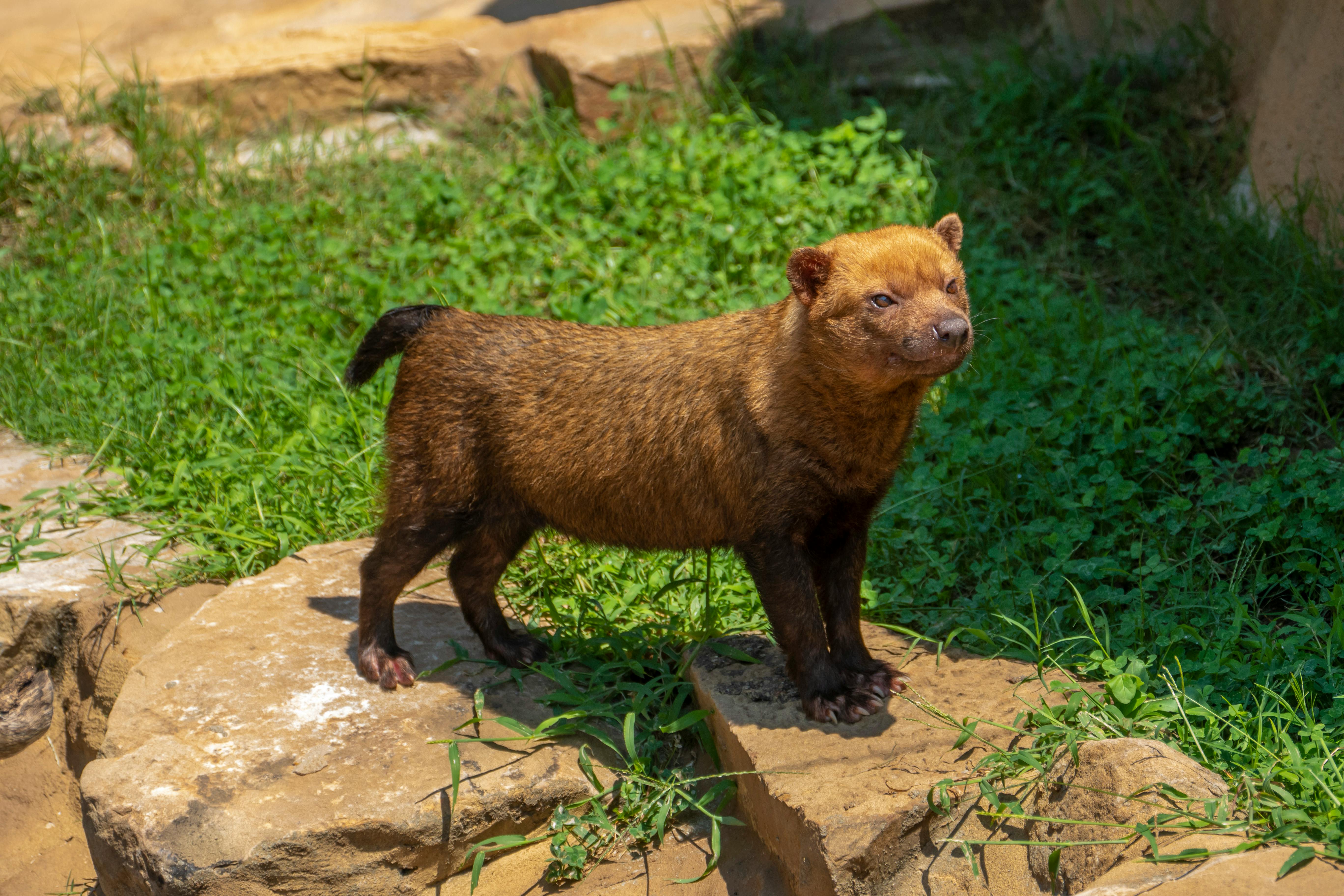Bush Dog Photos, Download The BEST Free Bush Dog Stock Photos & HD Images