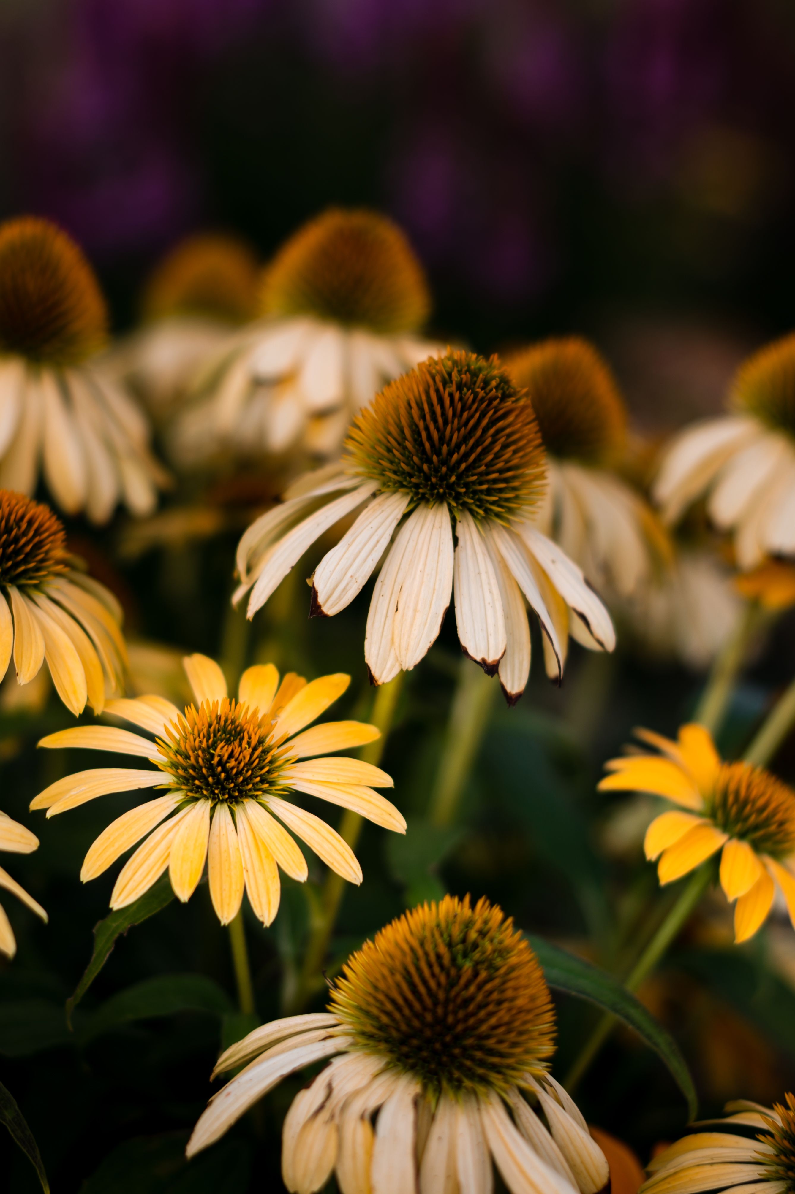 Blooming flowers in green garden · Free Stock Photo