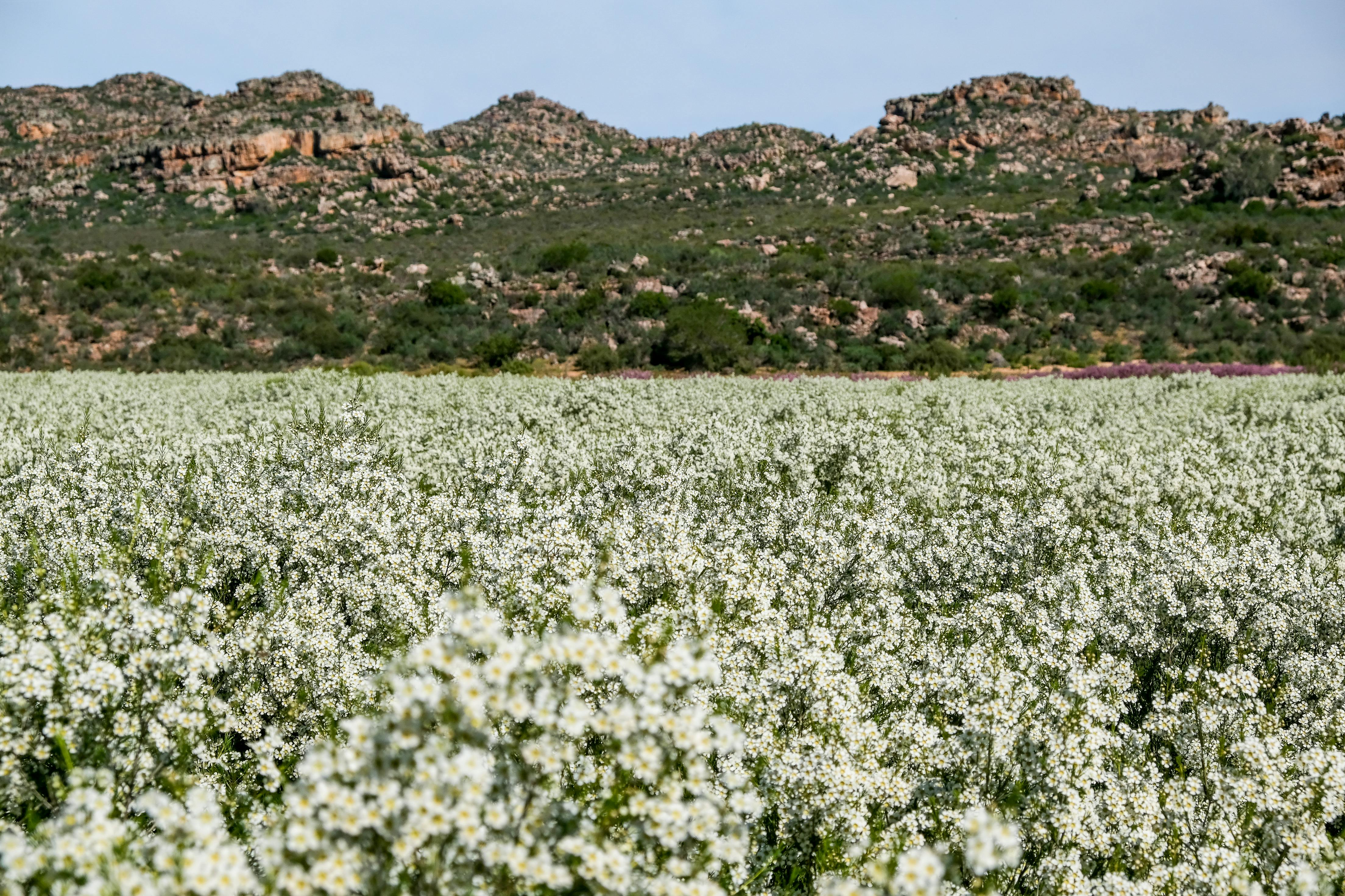 White Flower Field Near Mountain · Free Stock Photo