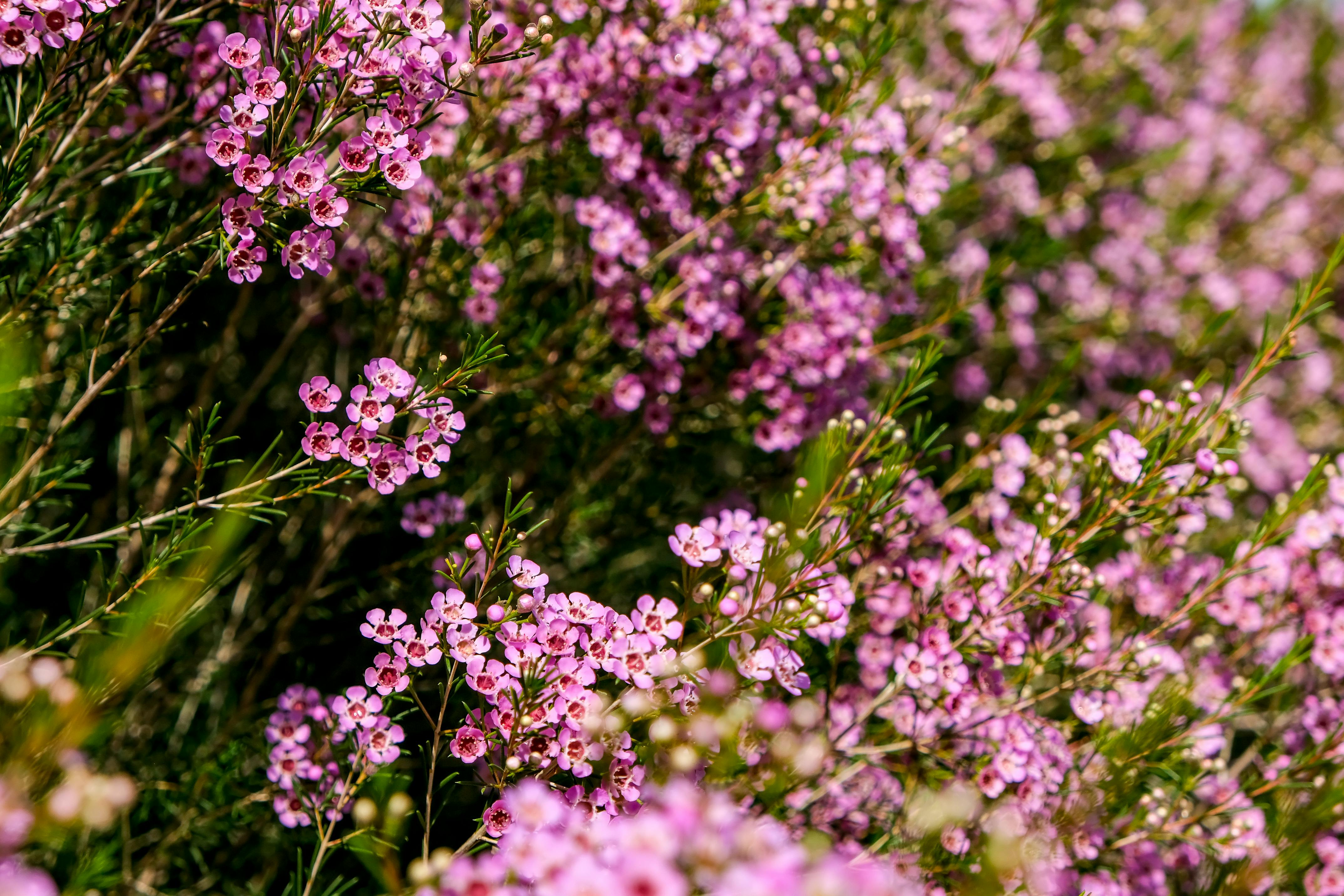 Small Spring Flowers Photos, Download The BEST Free Small Spring ...