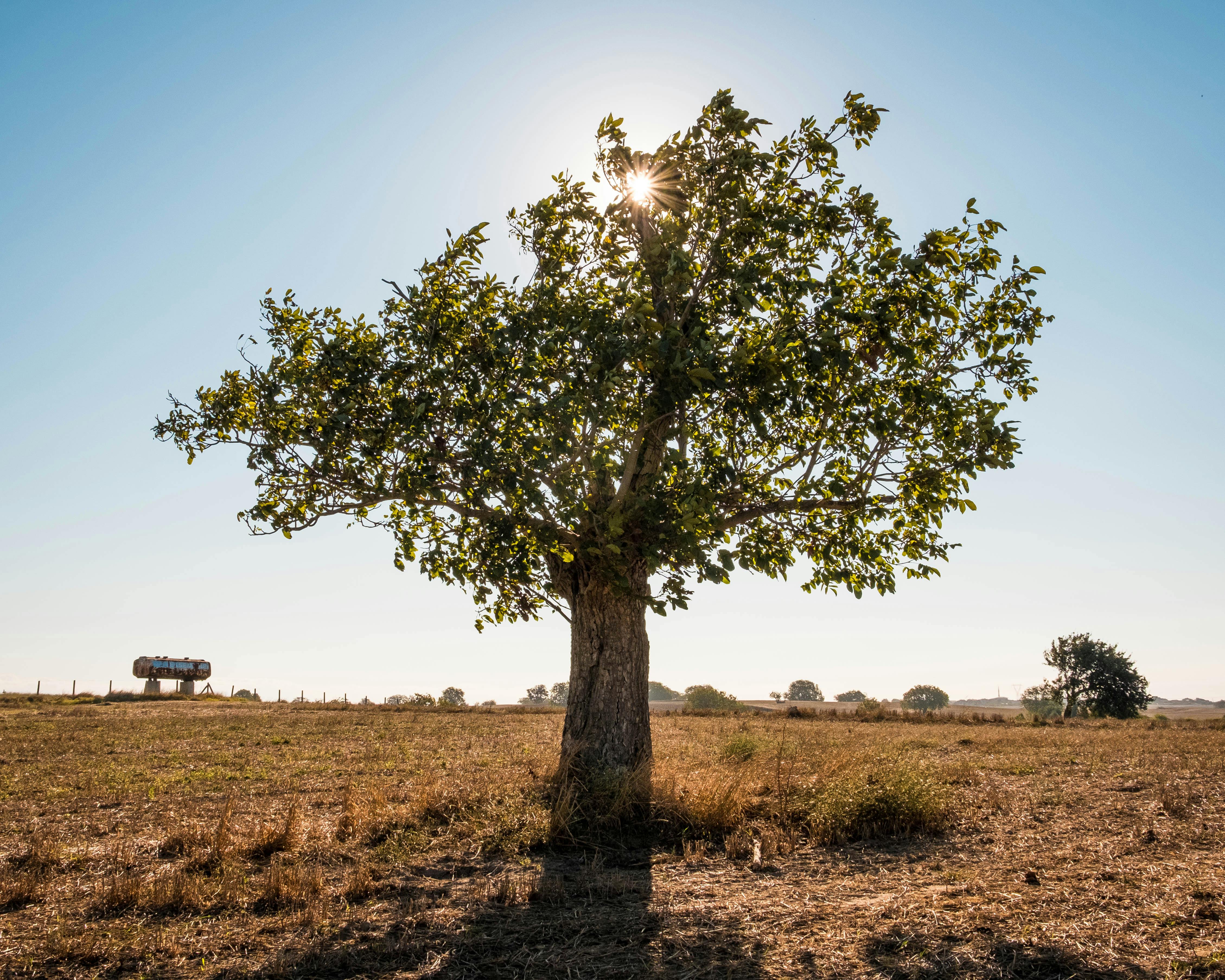 A Tree on a Field · Free Stock Photo