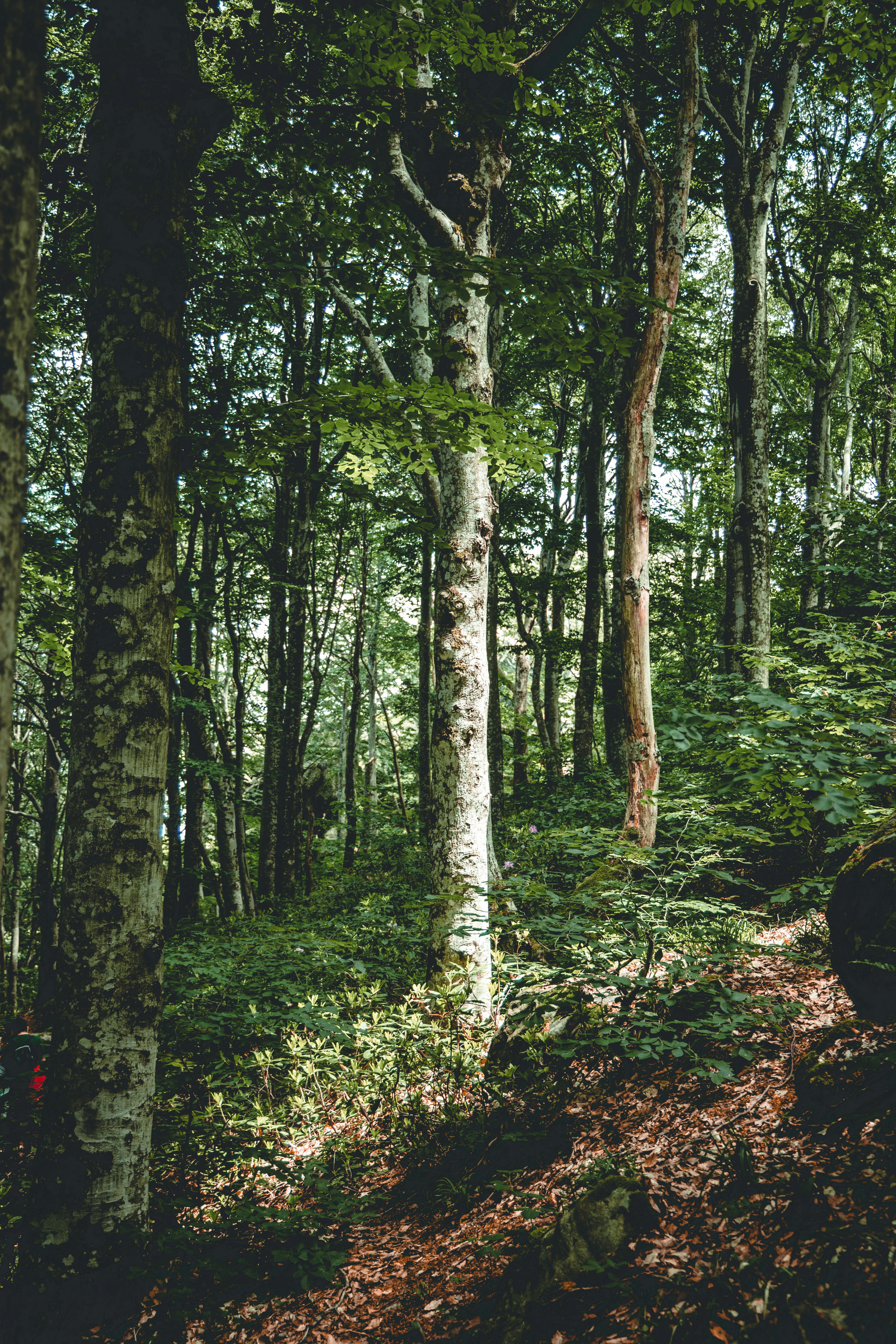 Trunck Photos, Download The BEST Free Trunck Stock Photos & HD Images