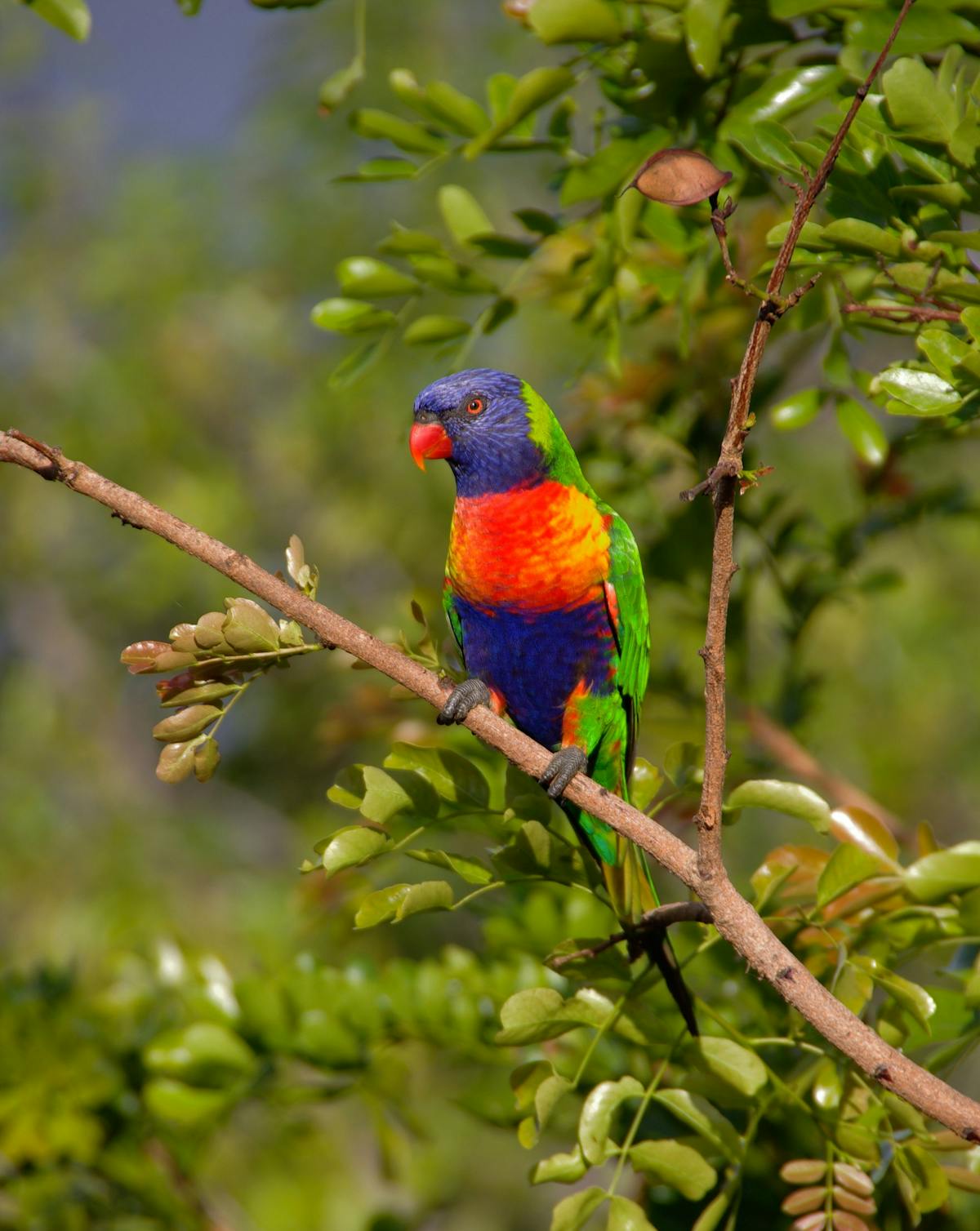 Parrot Photos, Download The BEST Free Parrot Stock Photos & HD Images