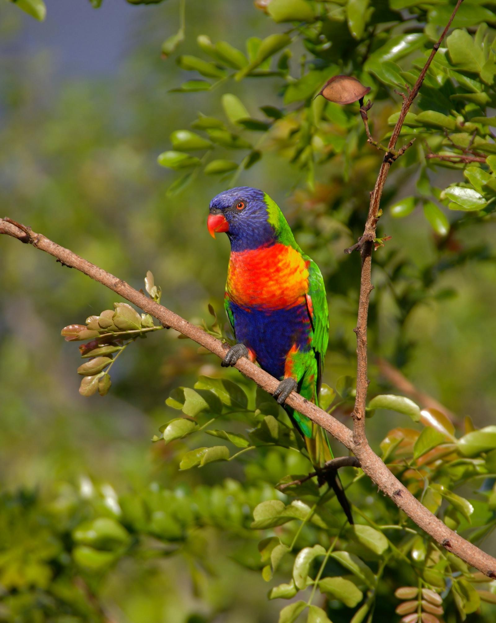 Parrot Photos, Download The BEST Free Parrot Stock Photos & HD Images
