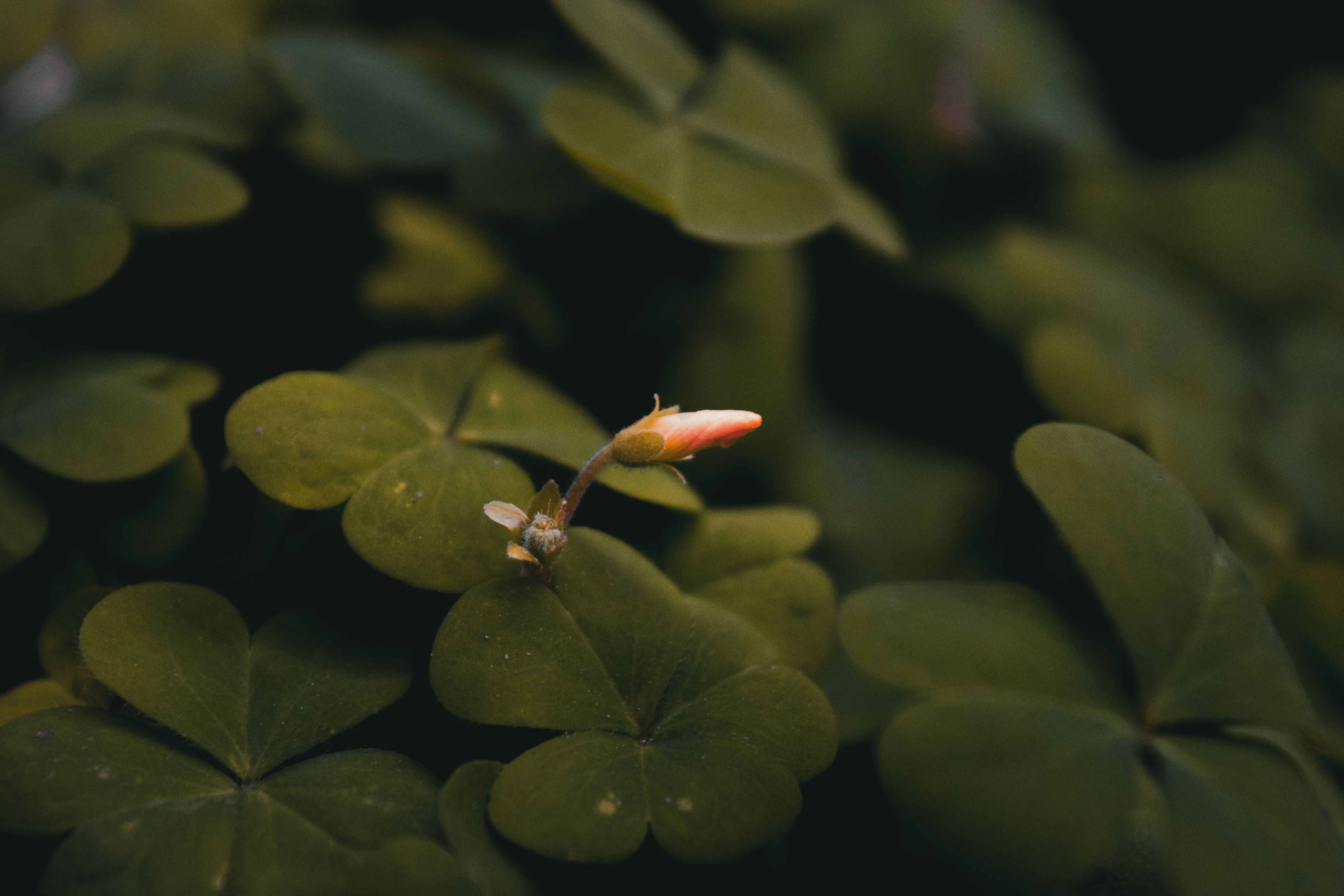 Four-leaf Clover in Close-up Shot · Free Stock Photo