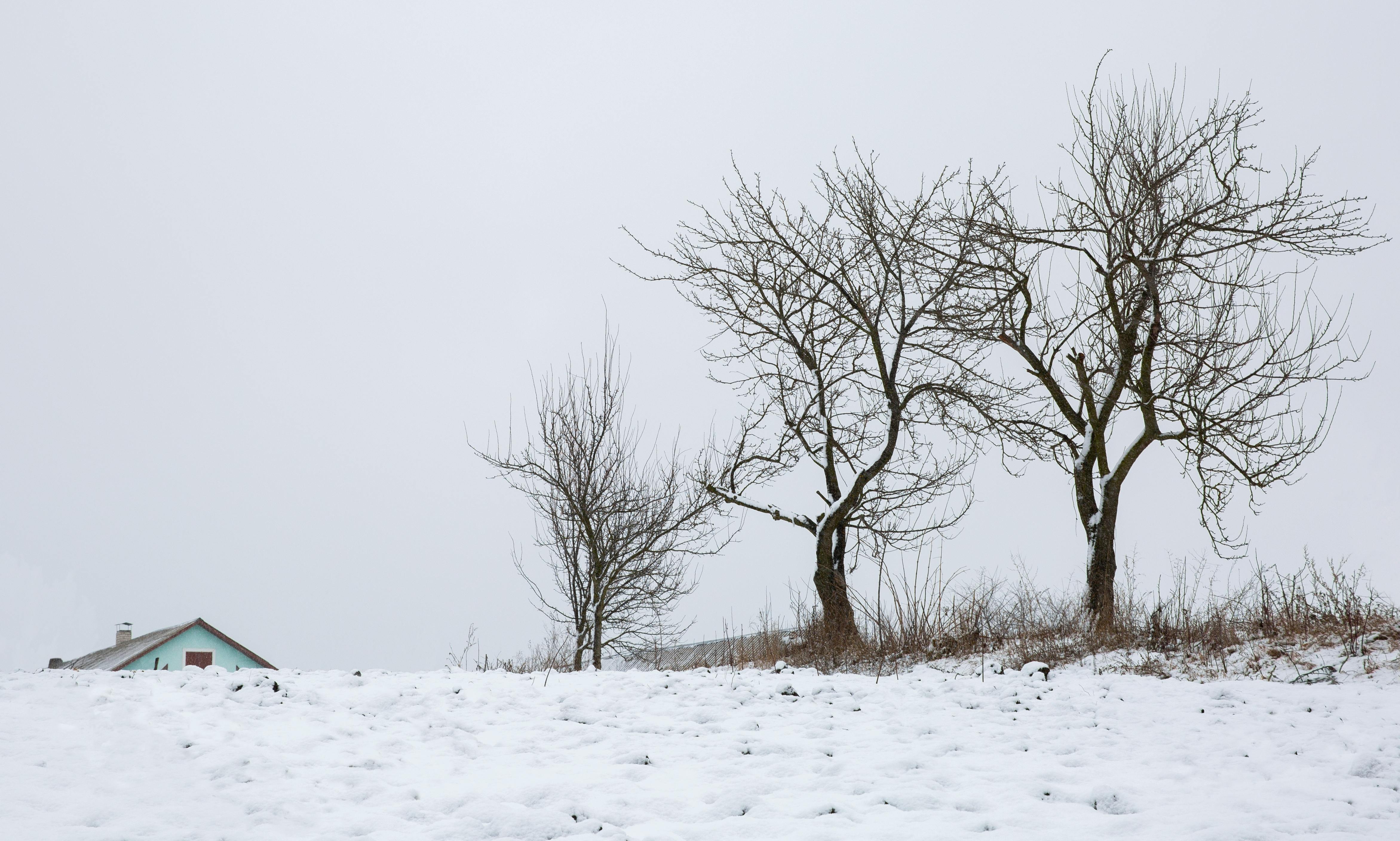 Person Standing Between Bare Trees · Free Stock Photo