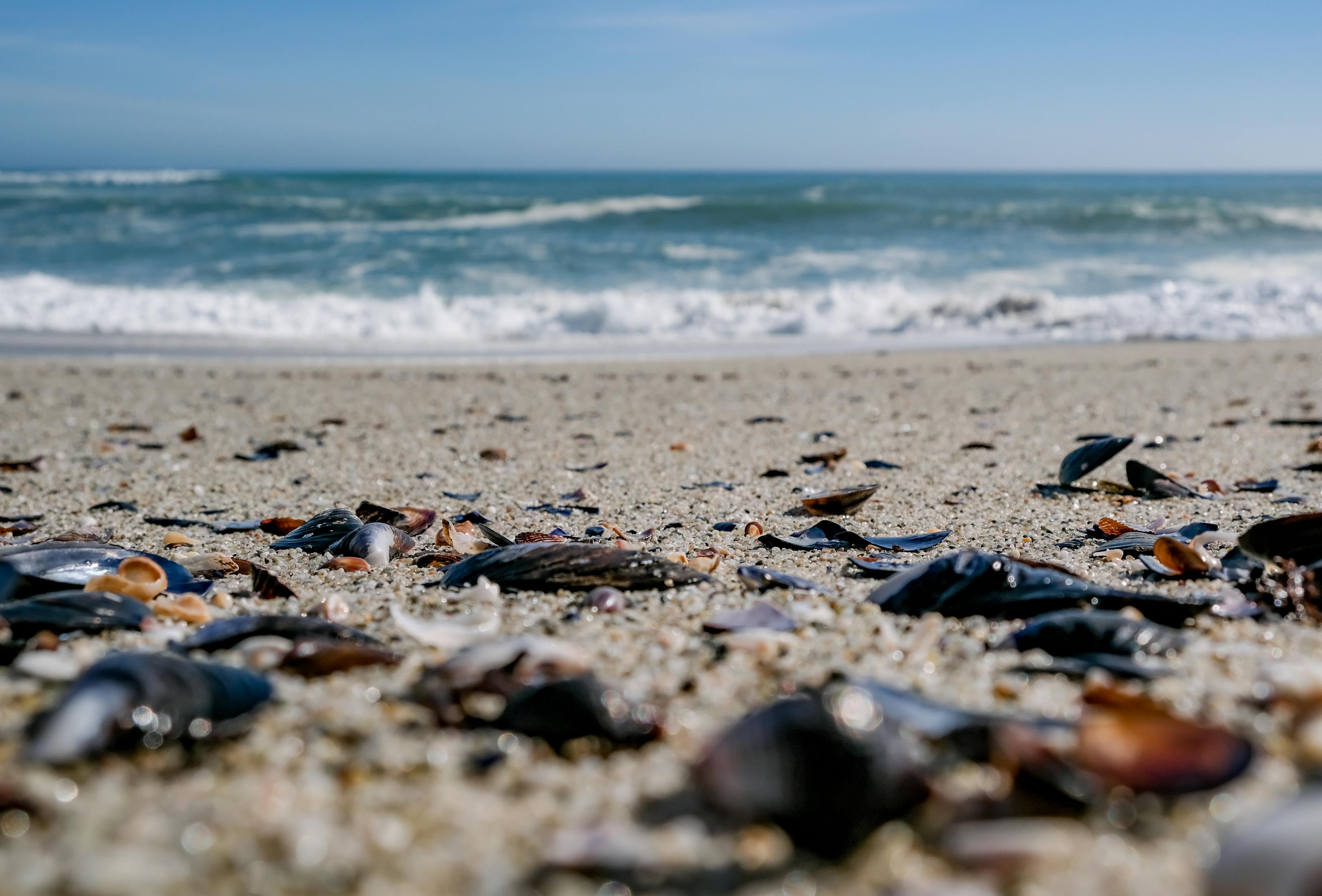 Photo of a Shell Lying on the Beach · Free Stock Photo