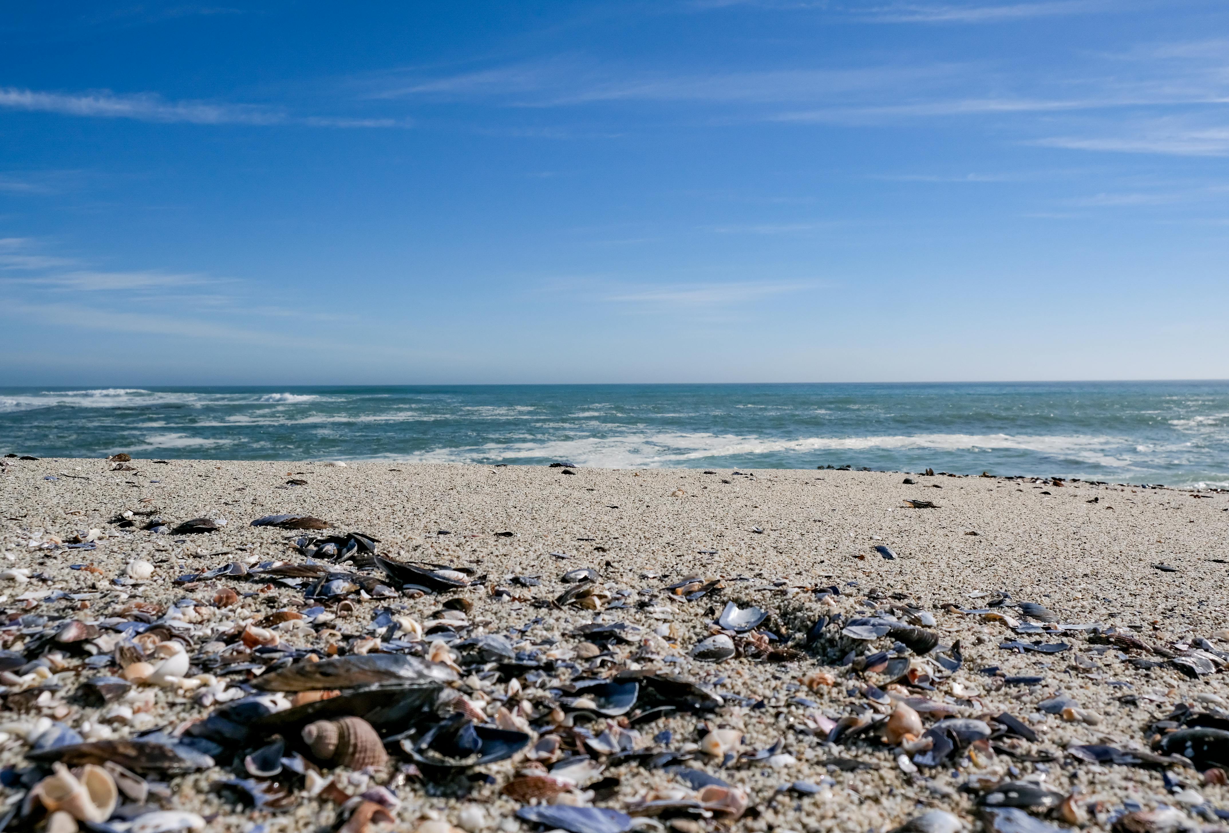 Shells on Beach · Free Stock Photo