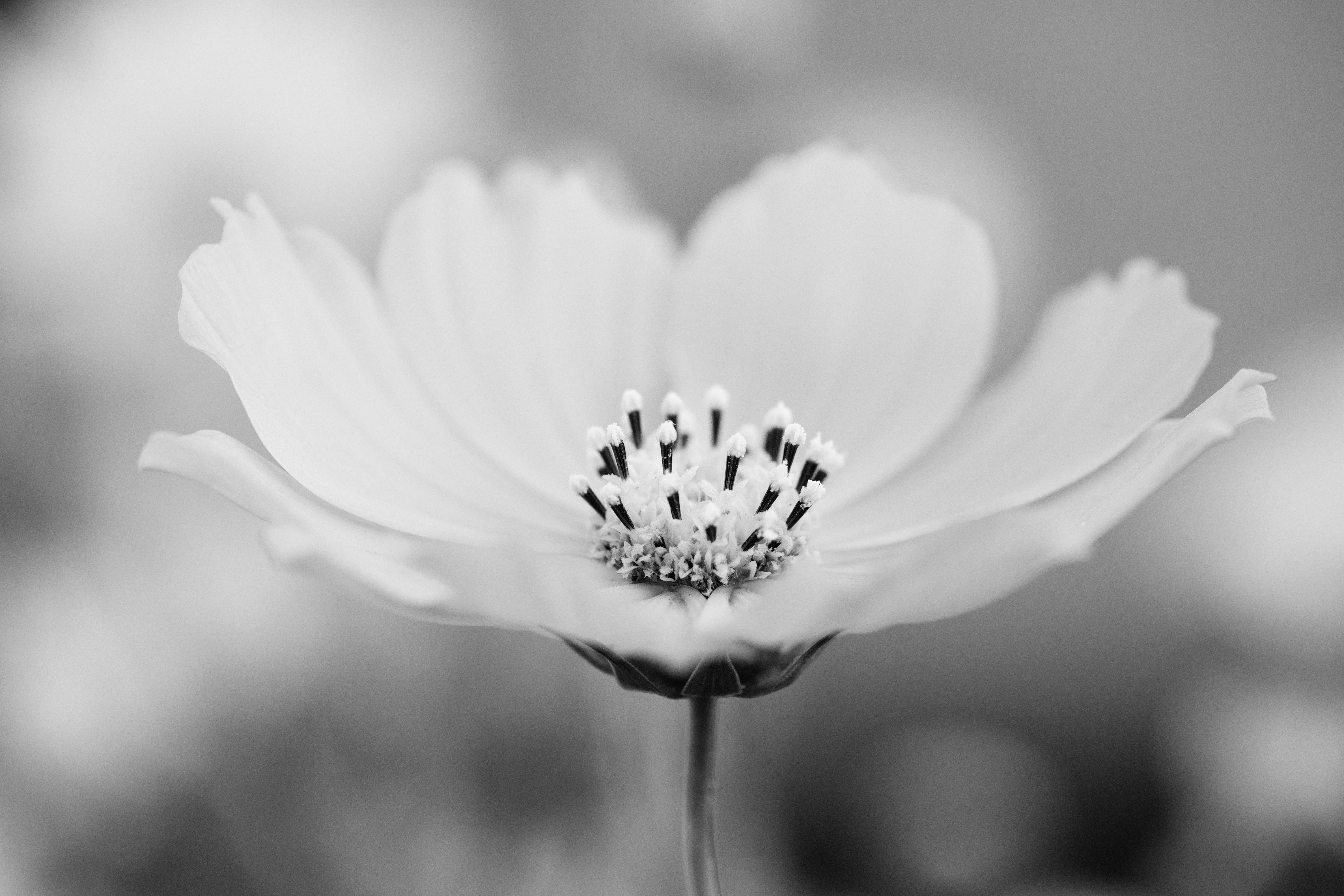 Grayscale Photo of a Flower · Free Stock Photo