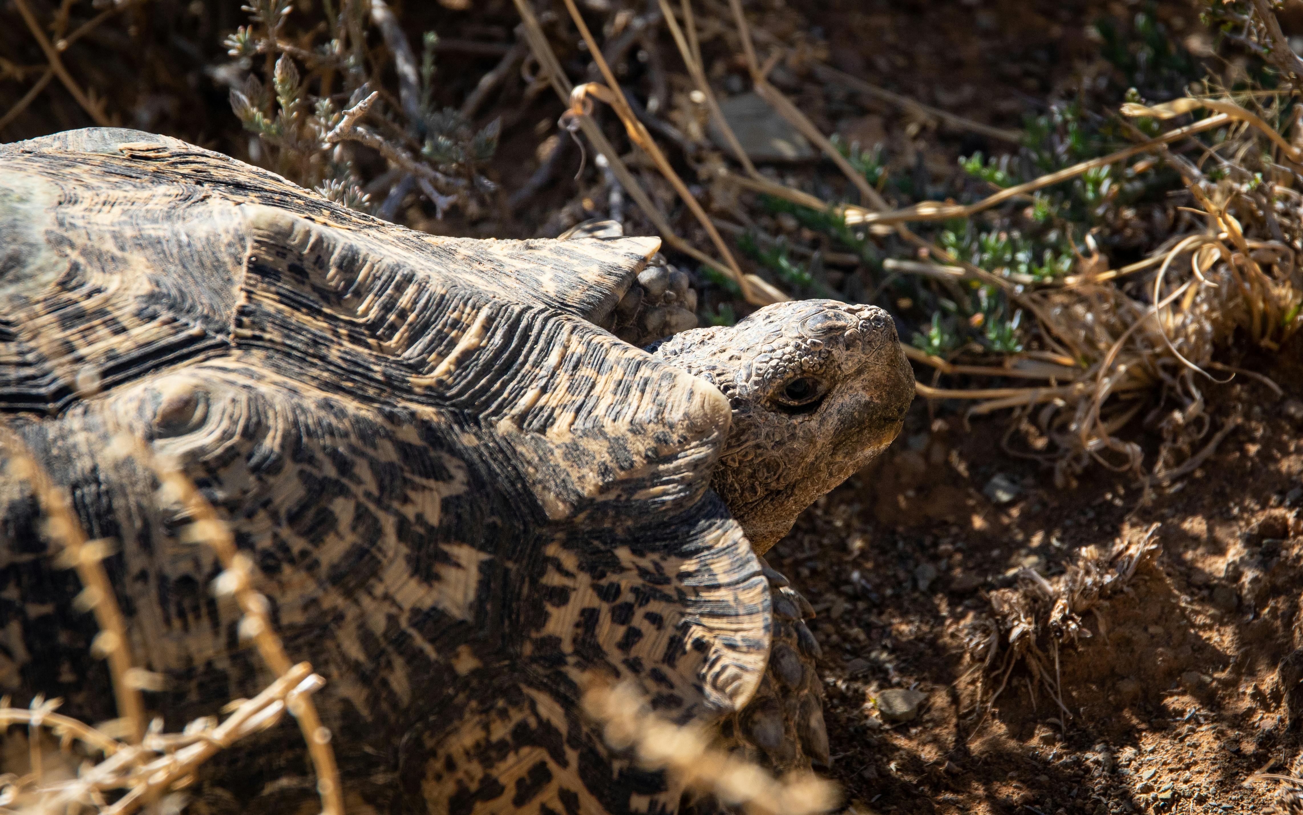 Tortoise on Rock · Free Stock Photo