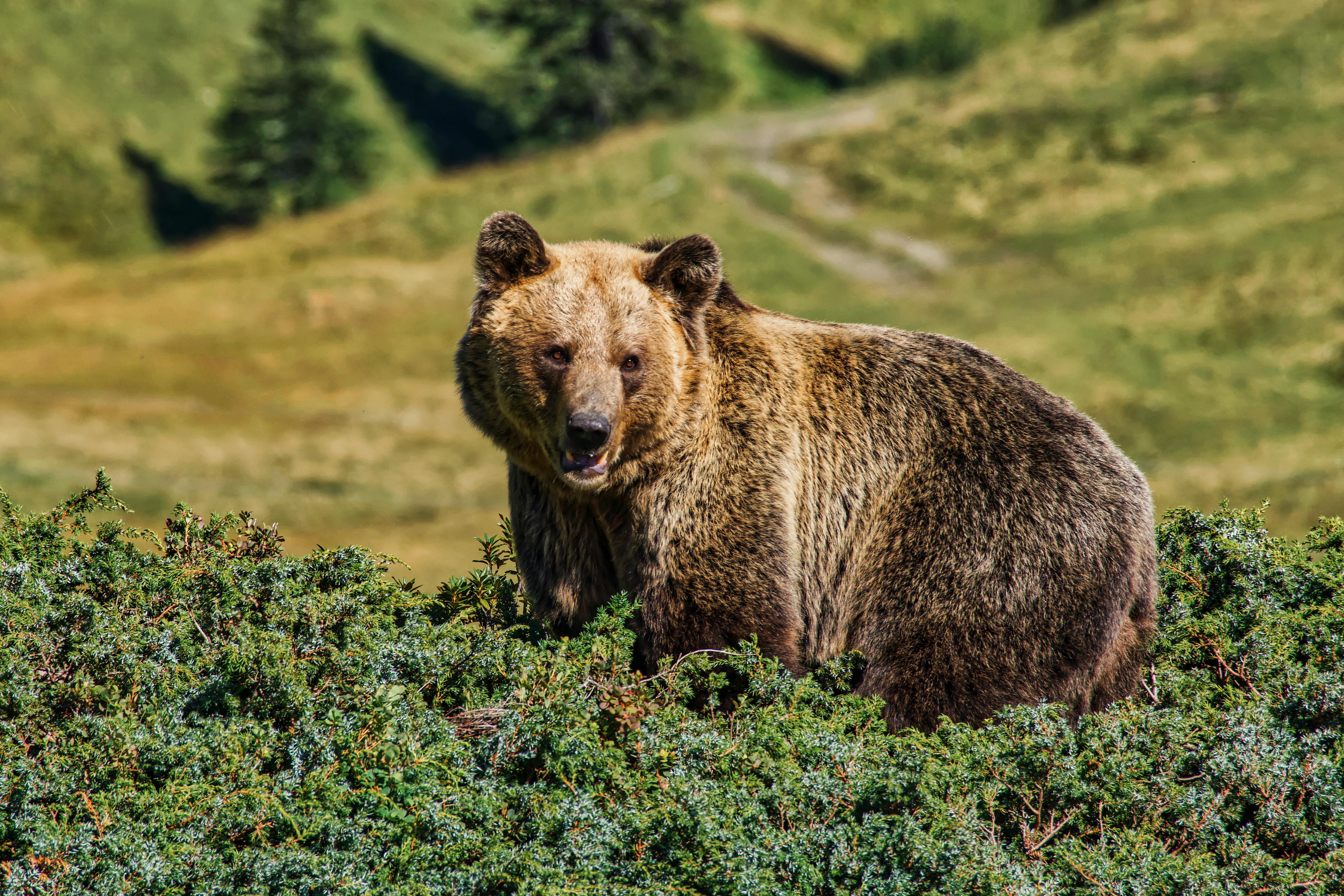 Bear On Grassy Fields Photos, Download The BEST Free Bear On Grassy ...