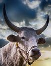Brown Cow Side View in Low Angle Photography · Free Stock Photo