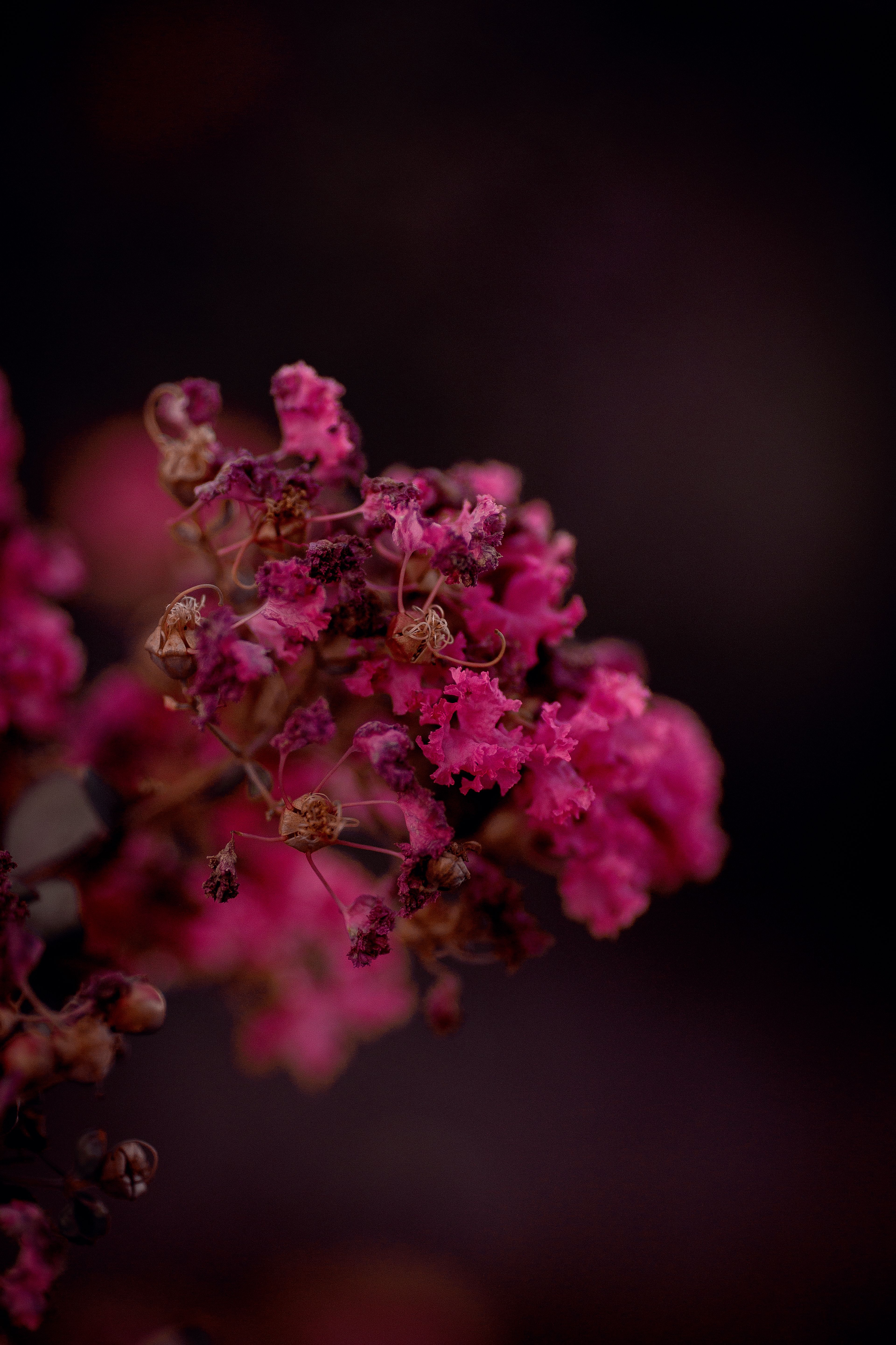 Close-up of Pink Flowers · Free Stock Photo