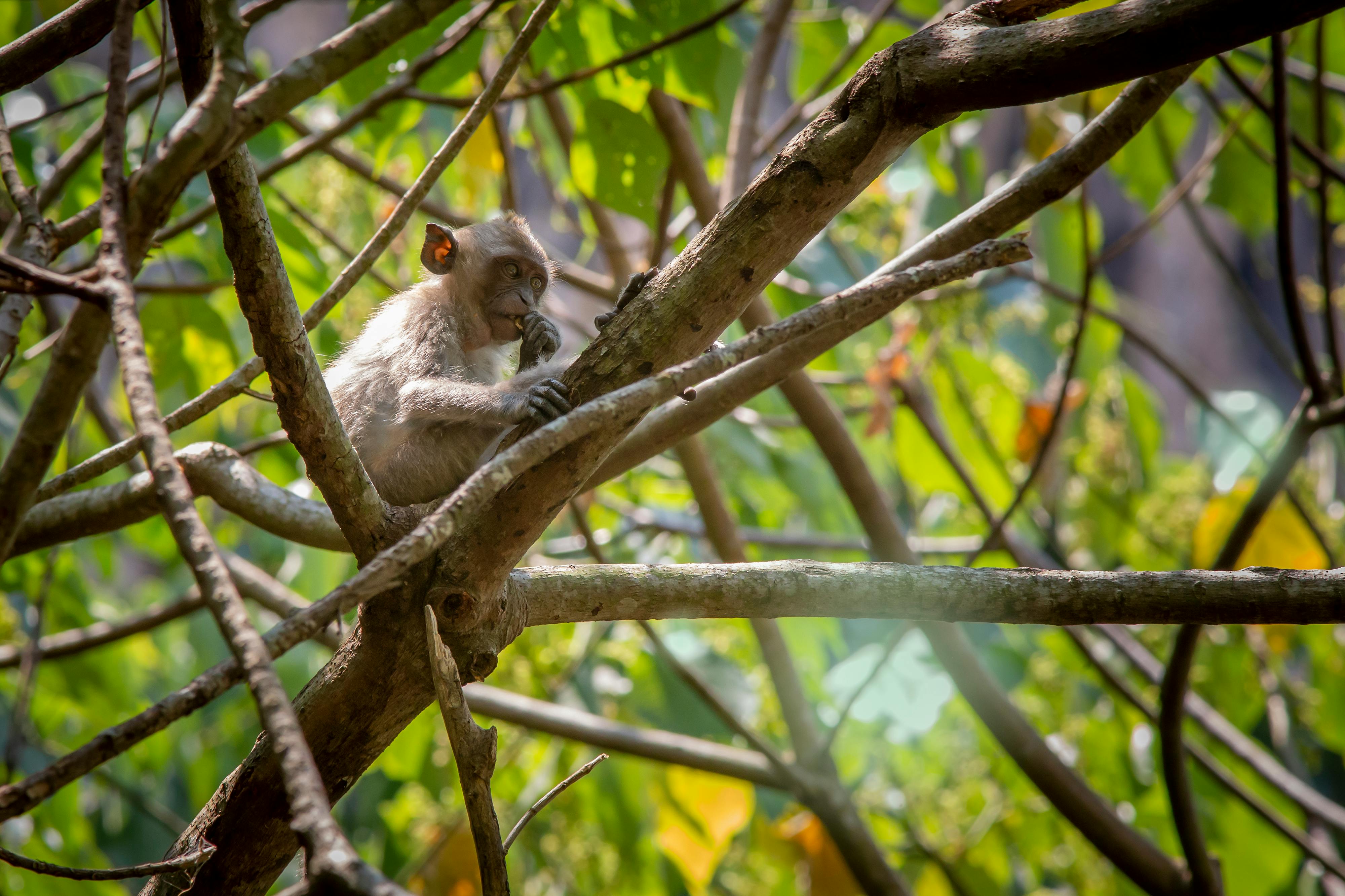 Monkey Hanging on Tree Branch · Free Stock Photo