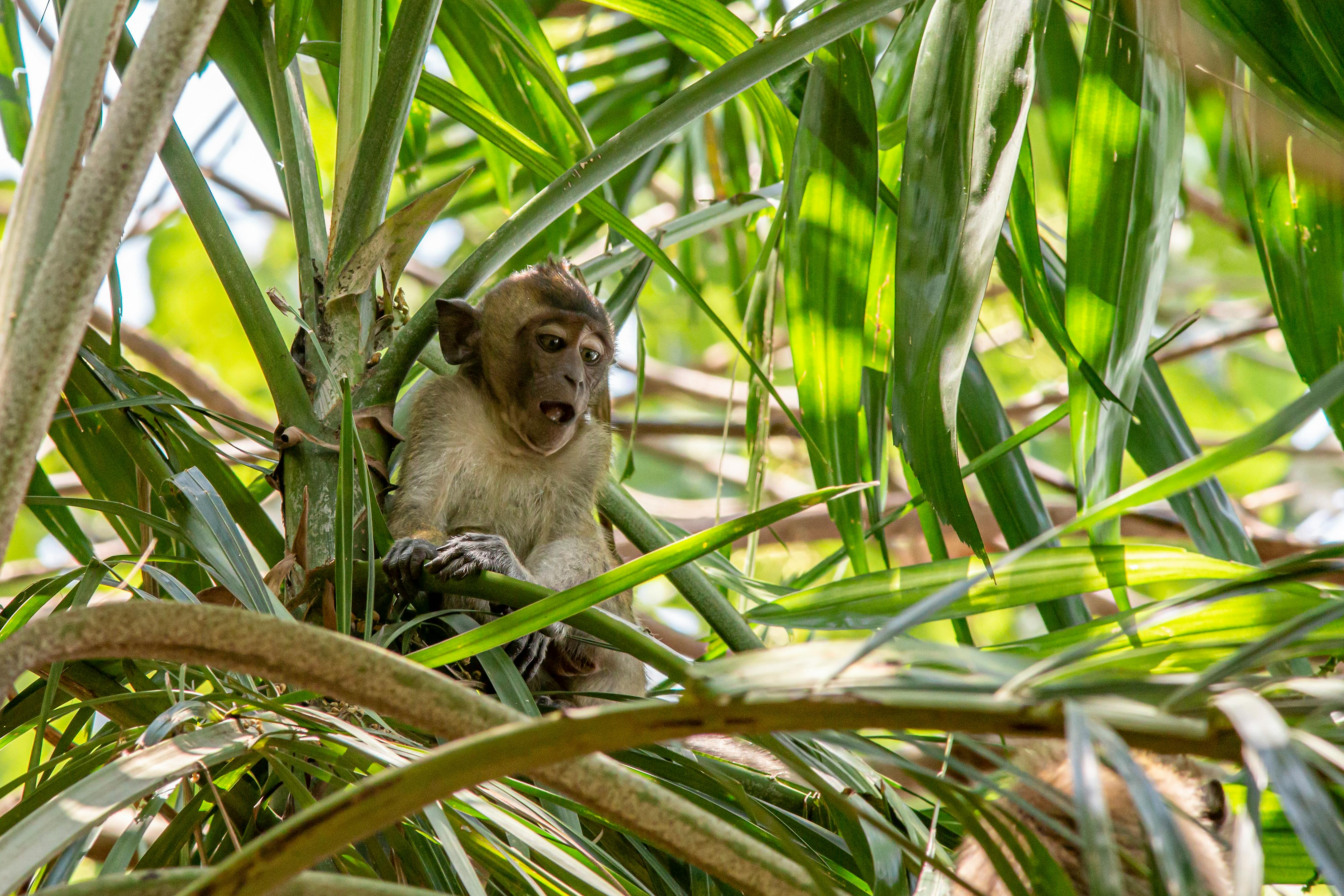 Selektives Fokusfoto Des Braunen Affen · Kostenloses Stock-Foto