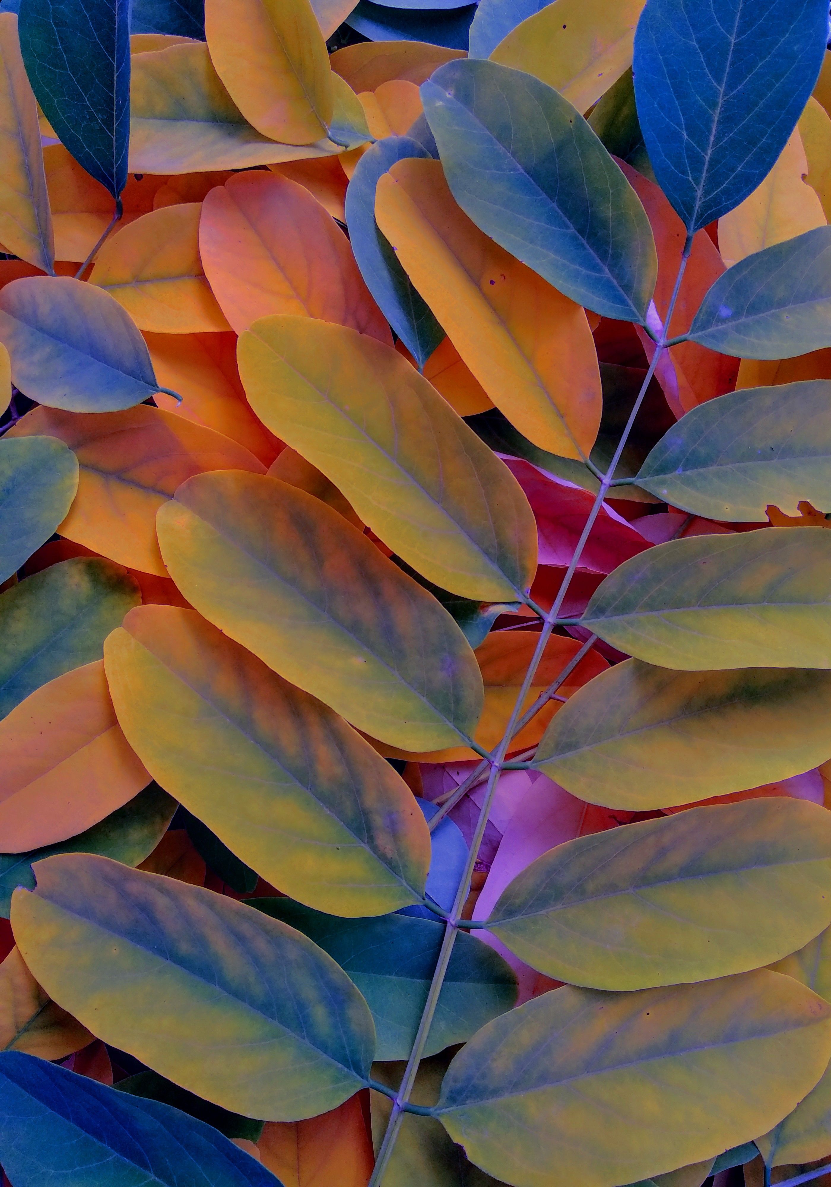 Leaves in Close-up Photography · Free Stock Photo