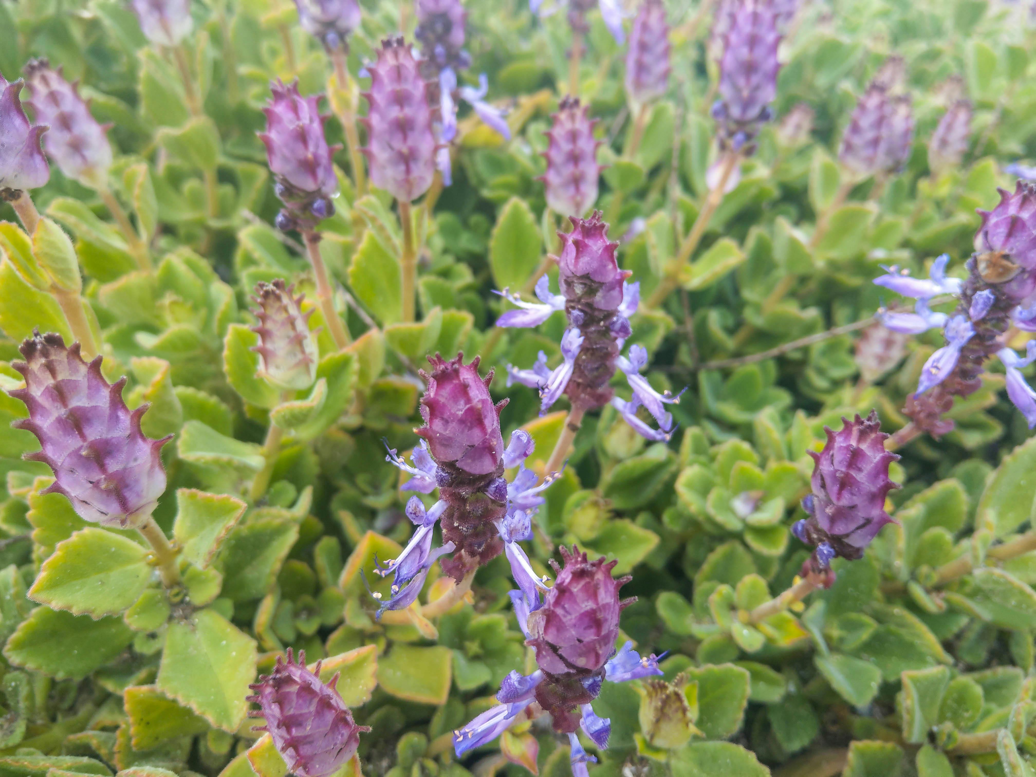 kaylin Jacobs - Photography