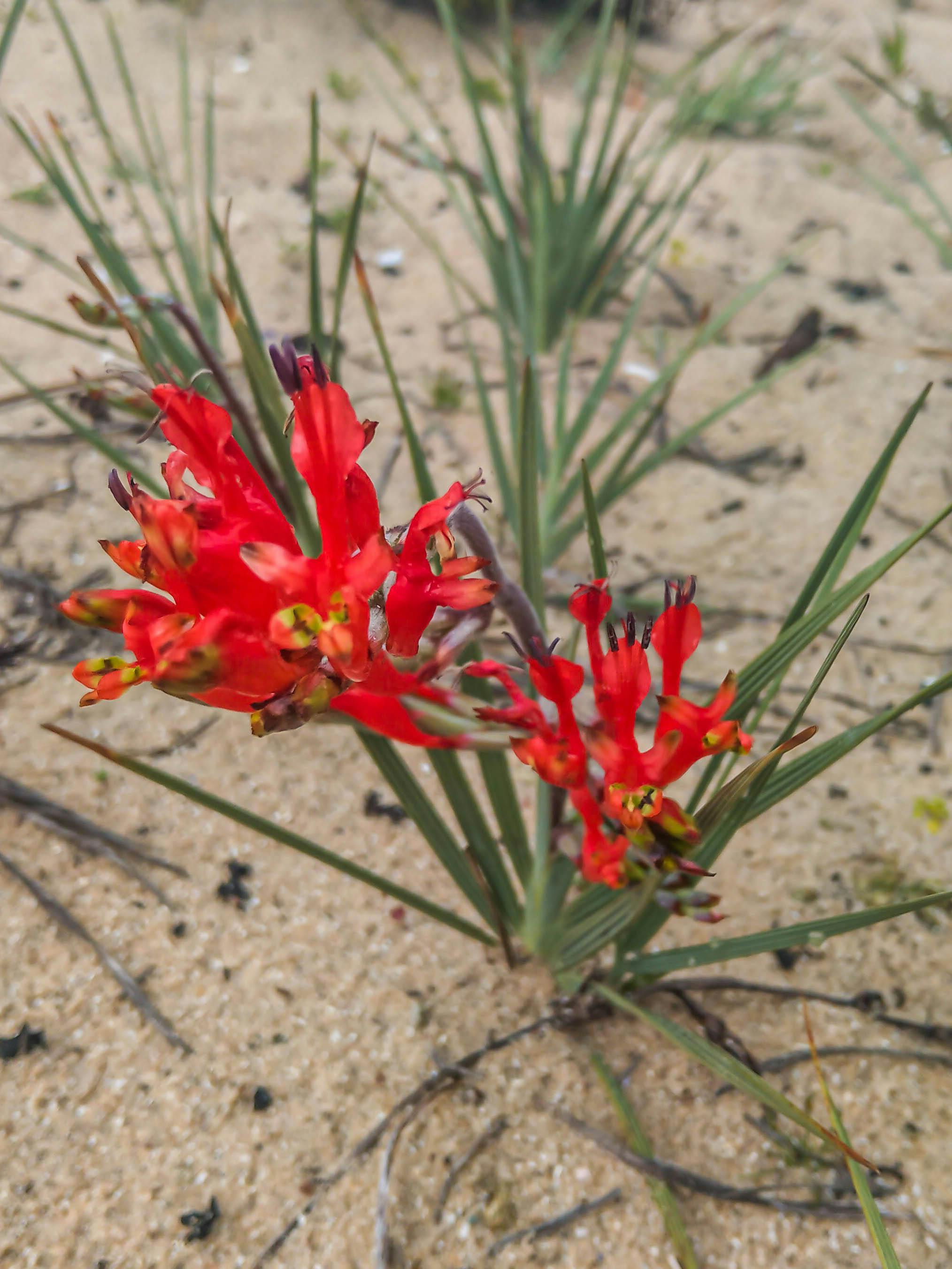 kaylin Jacobs - Fotografía