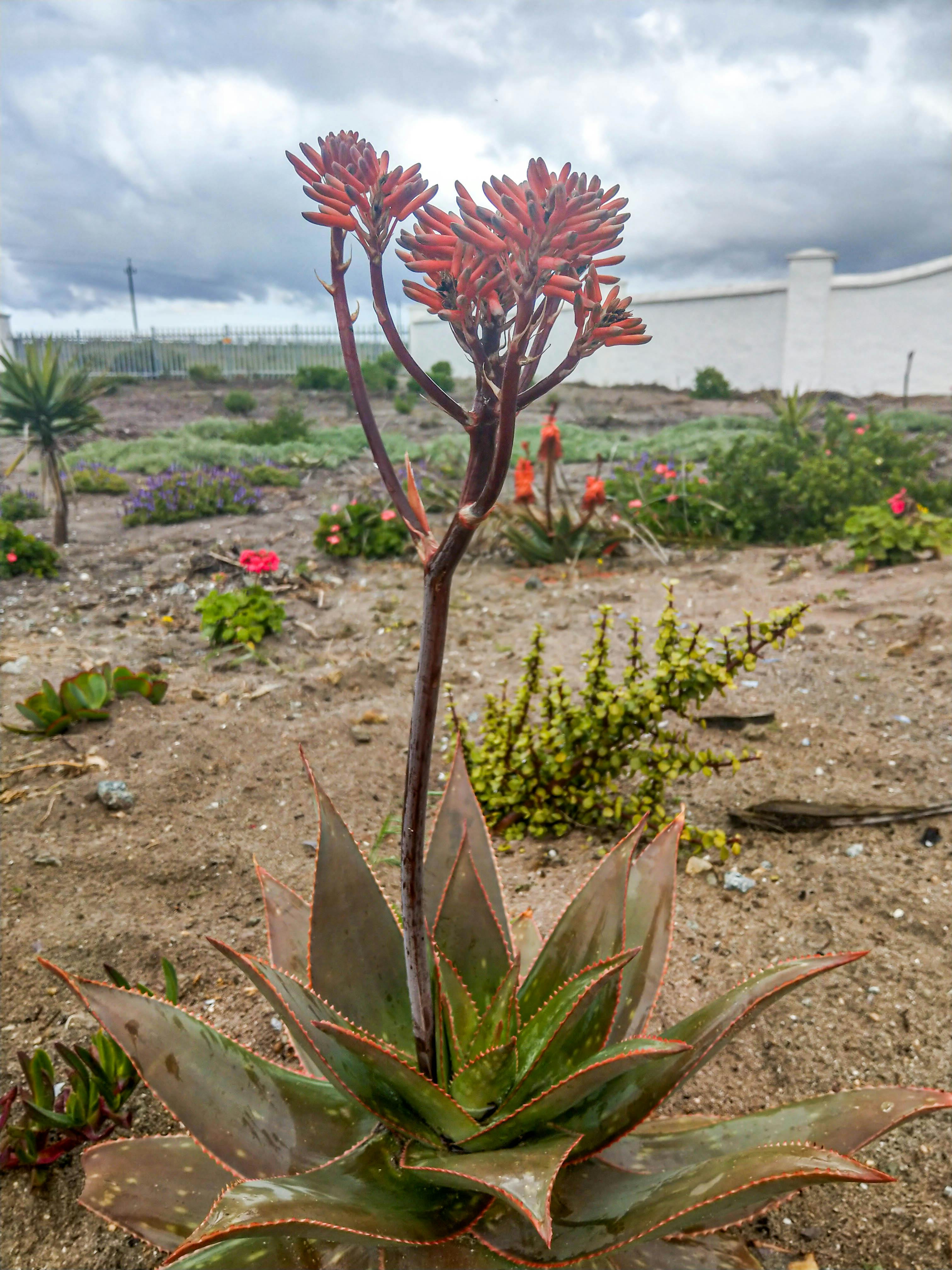 kaylin Jacobs - 攝影