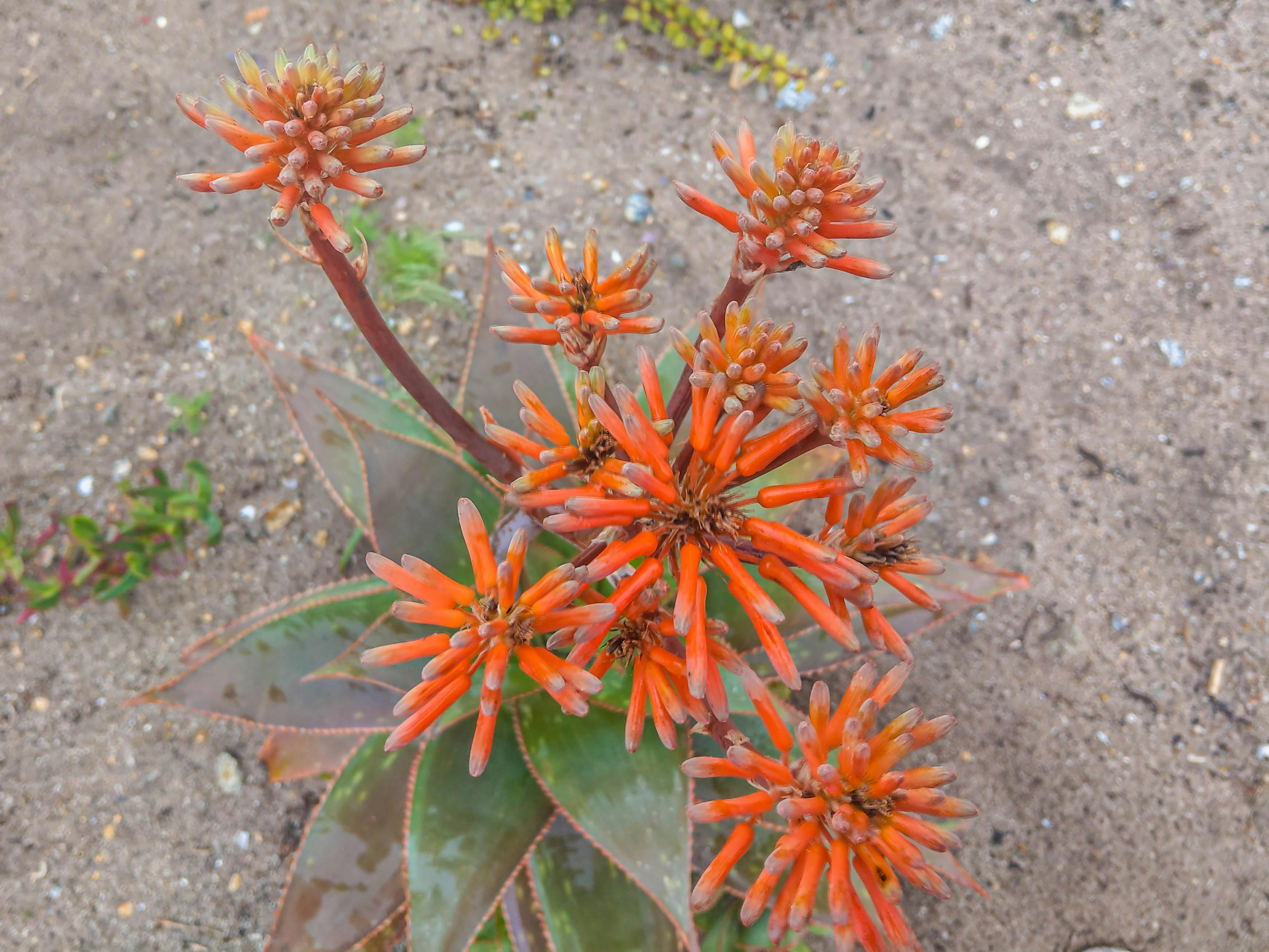 kaylin Jacobs - Fotografía