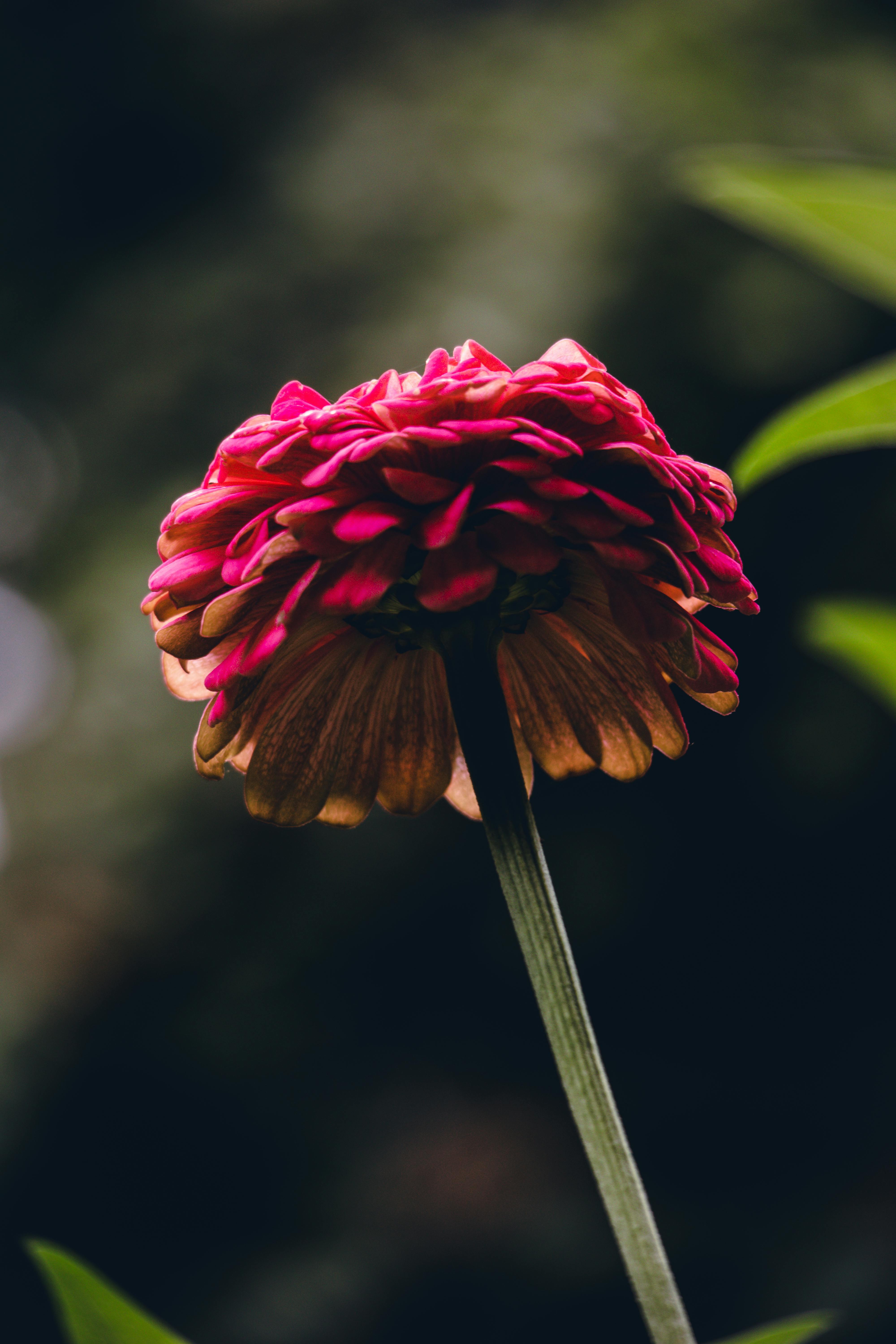 Tilt Photography of Pink Petaled Flower · Free Stock Photo