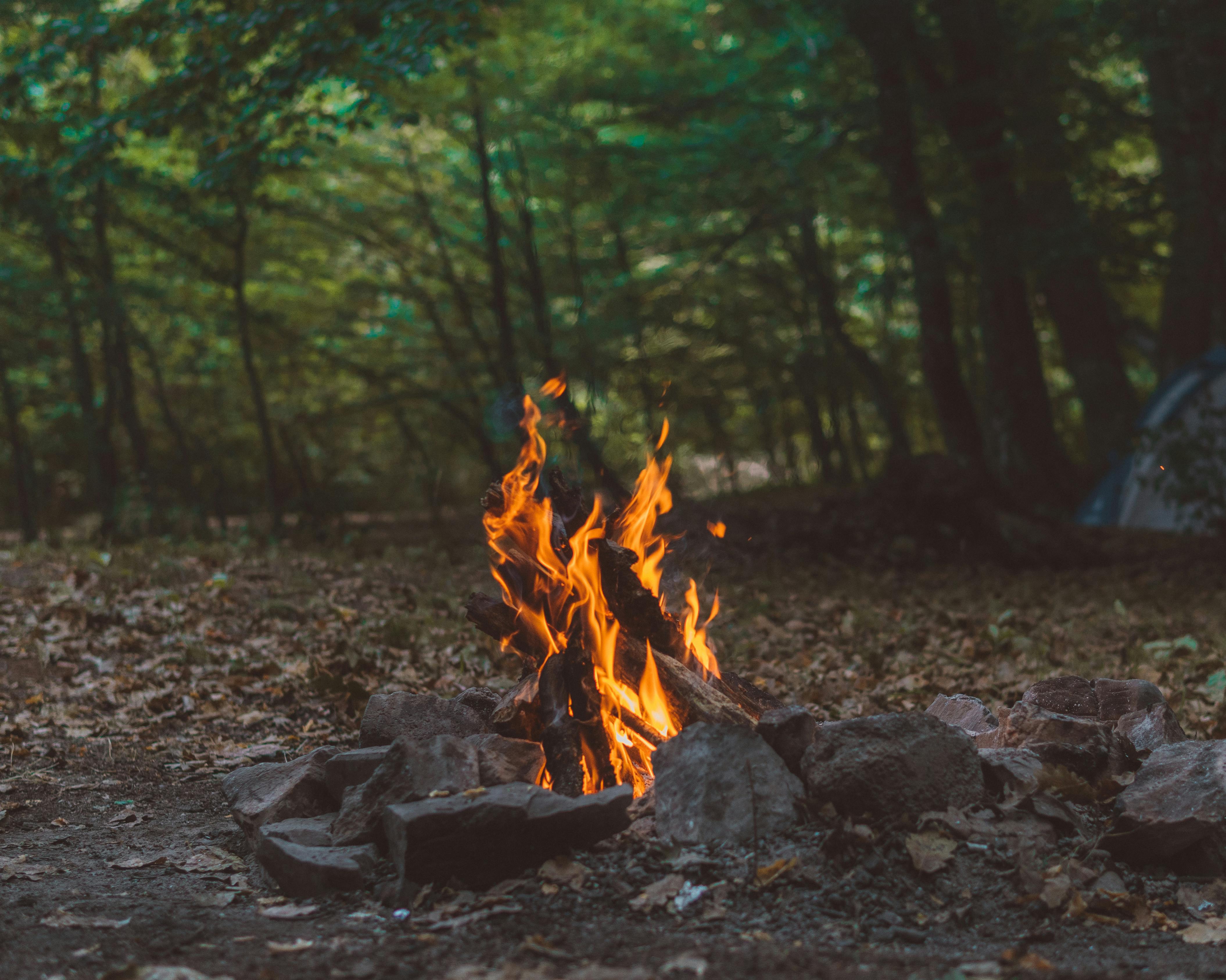A Campfire in the Forest · Free Stock Photo