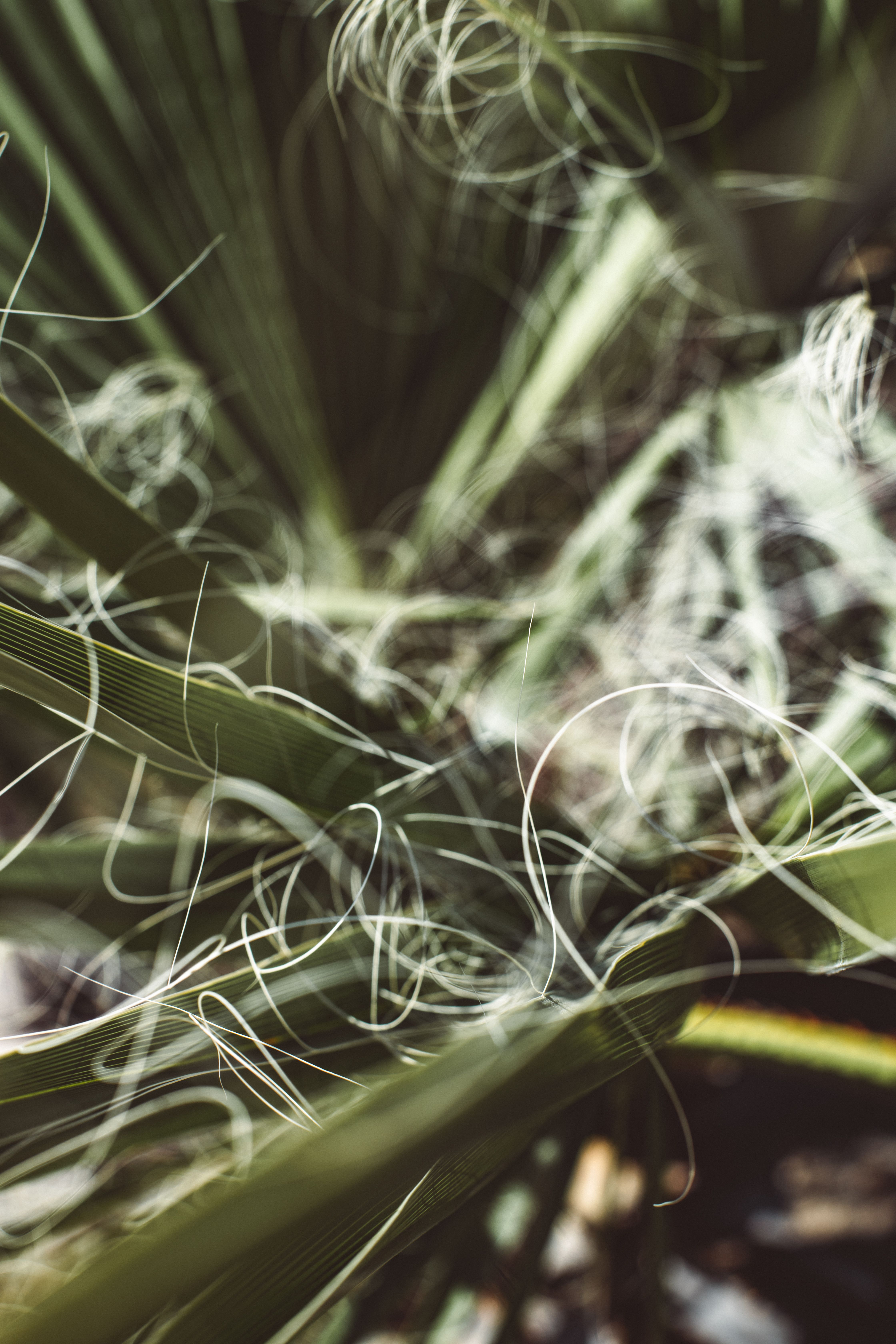 Close up of Plant Stems · Free Stock Photo