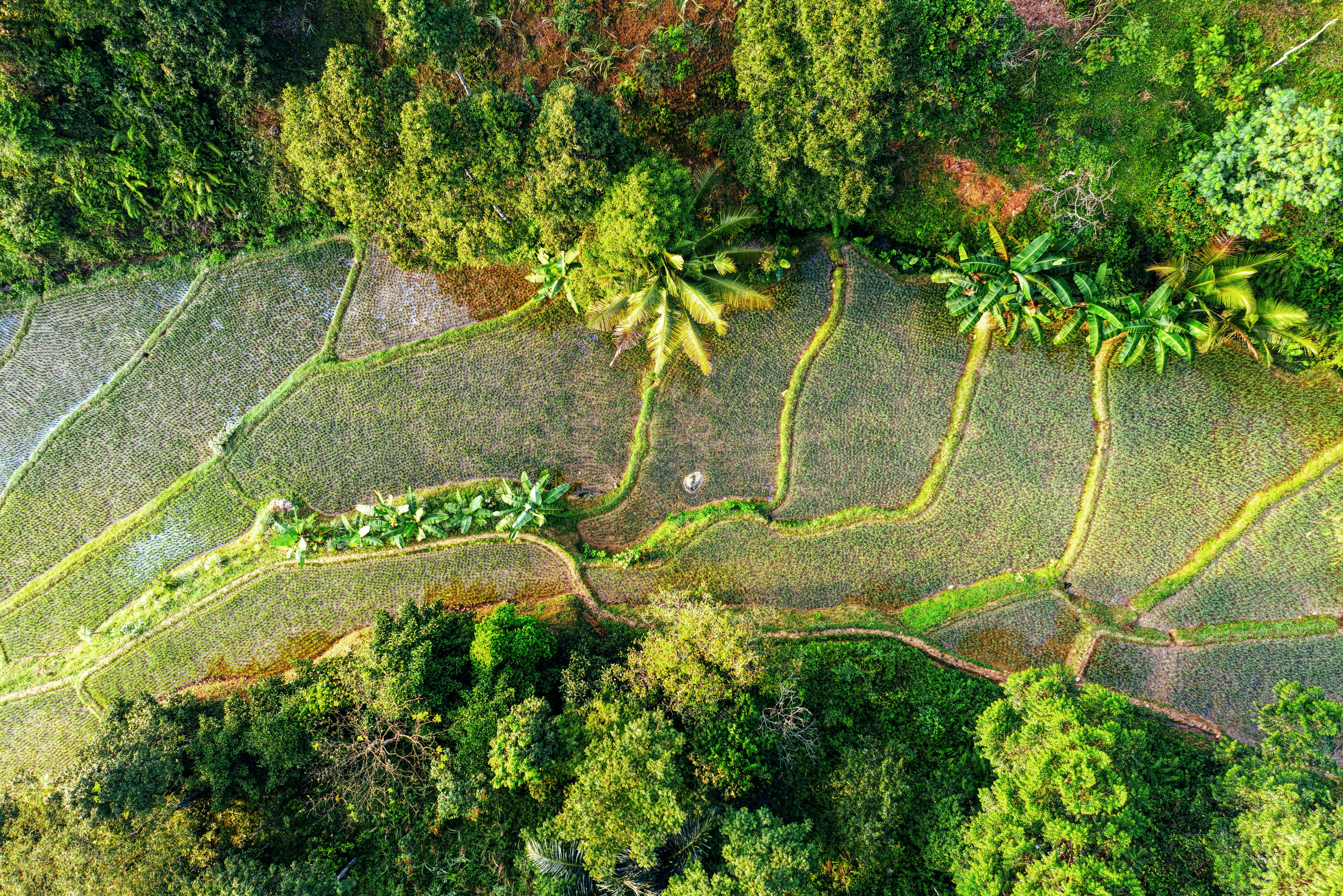 An Aerial Photo of Green Rice Paddies · Free Stock Photo