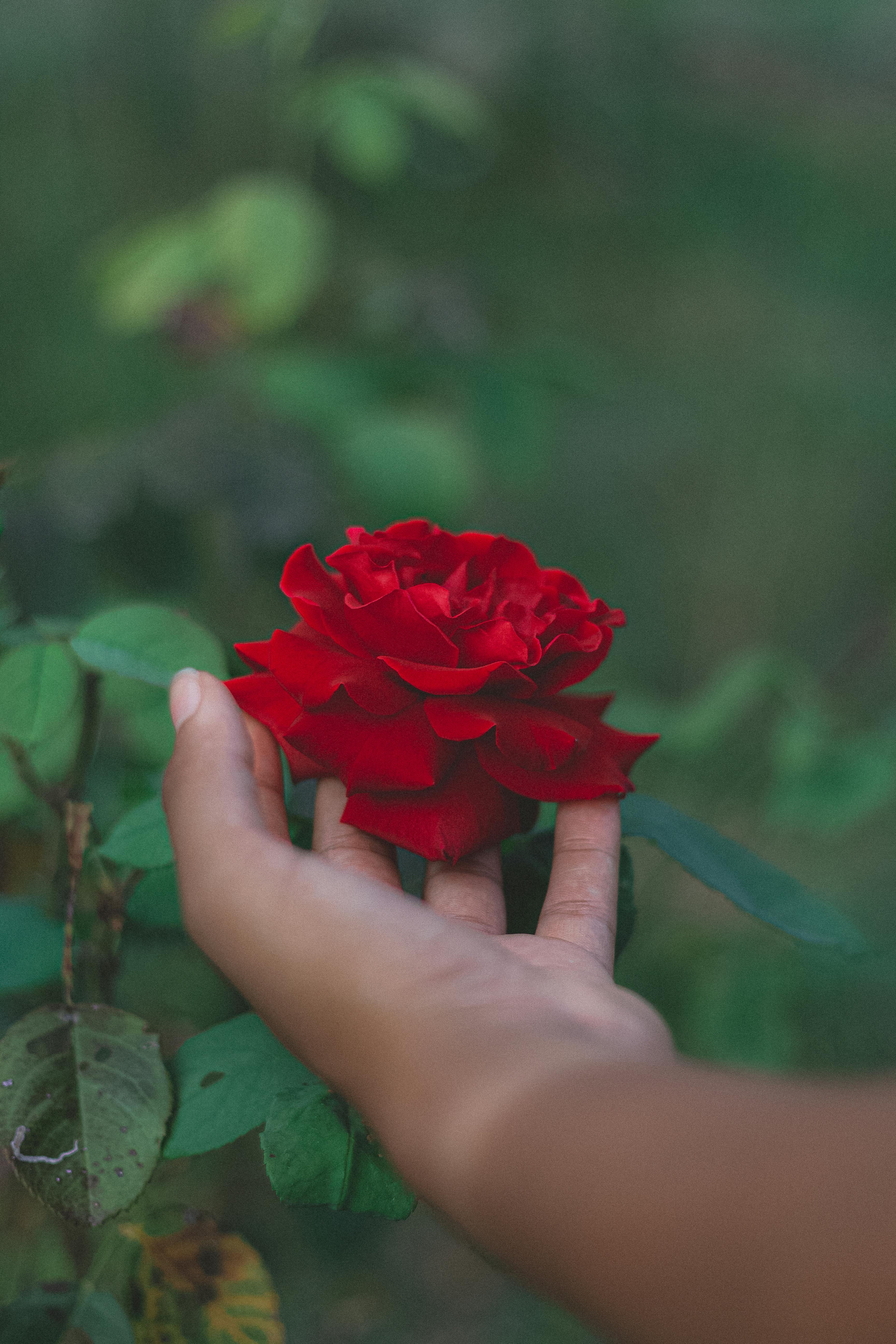 High Resolution Flower Garden Scenery Photos, Download The BEST Free ...