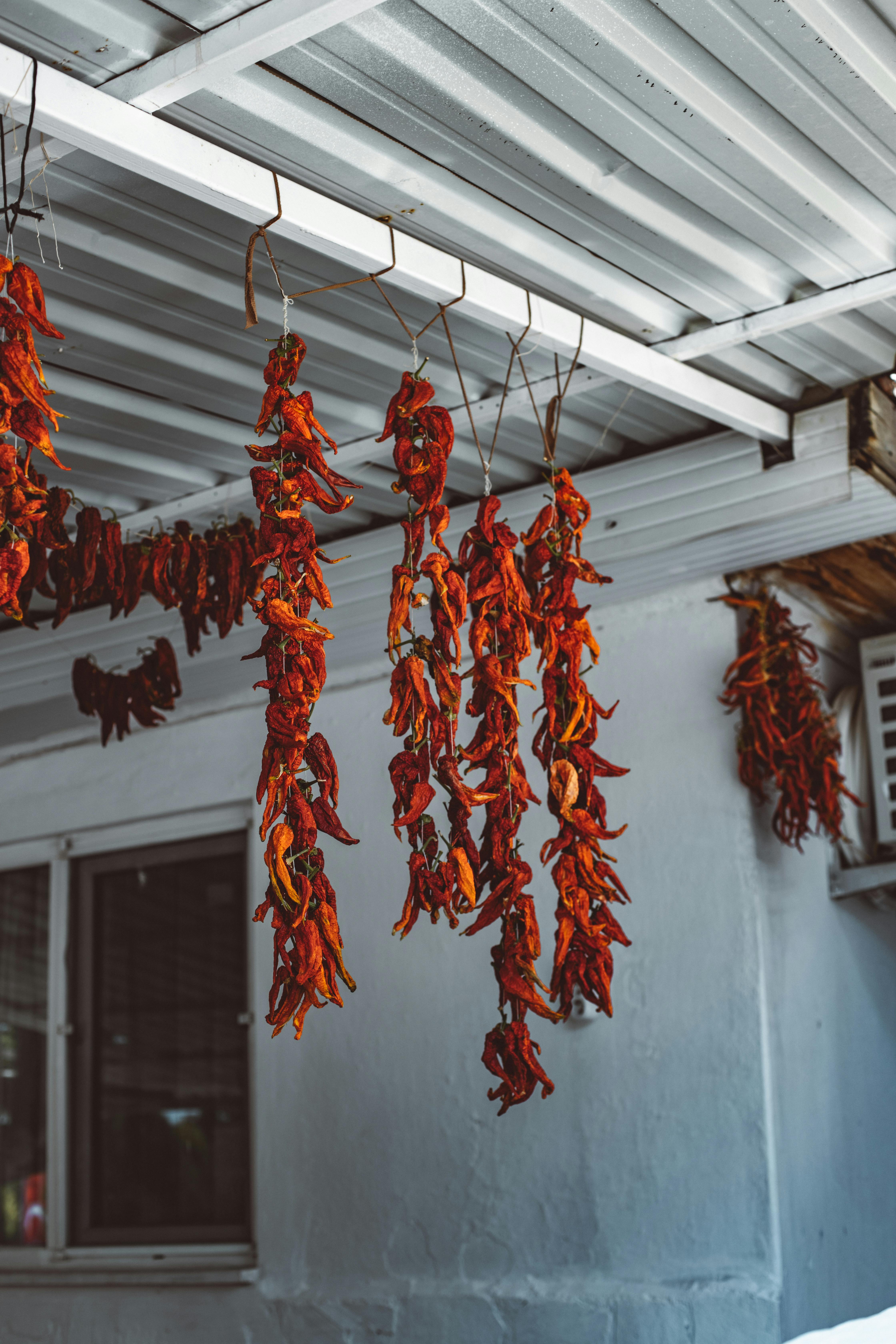 Hanging Dried Chili Peppers Photos, Download The BEST Free Hanging ...