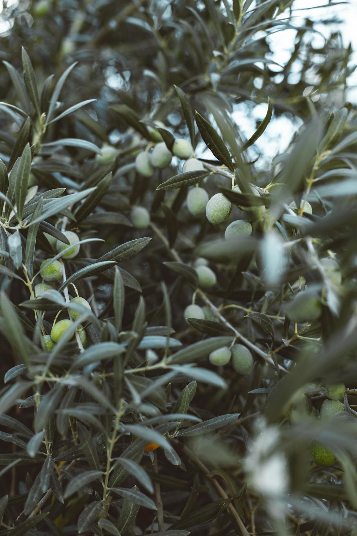 Olive Tree Photos, Download The BEST Free Olive Tree Stock Photos & HD ...