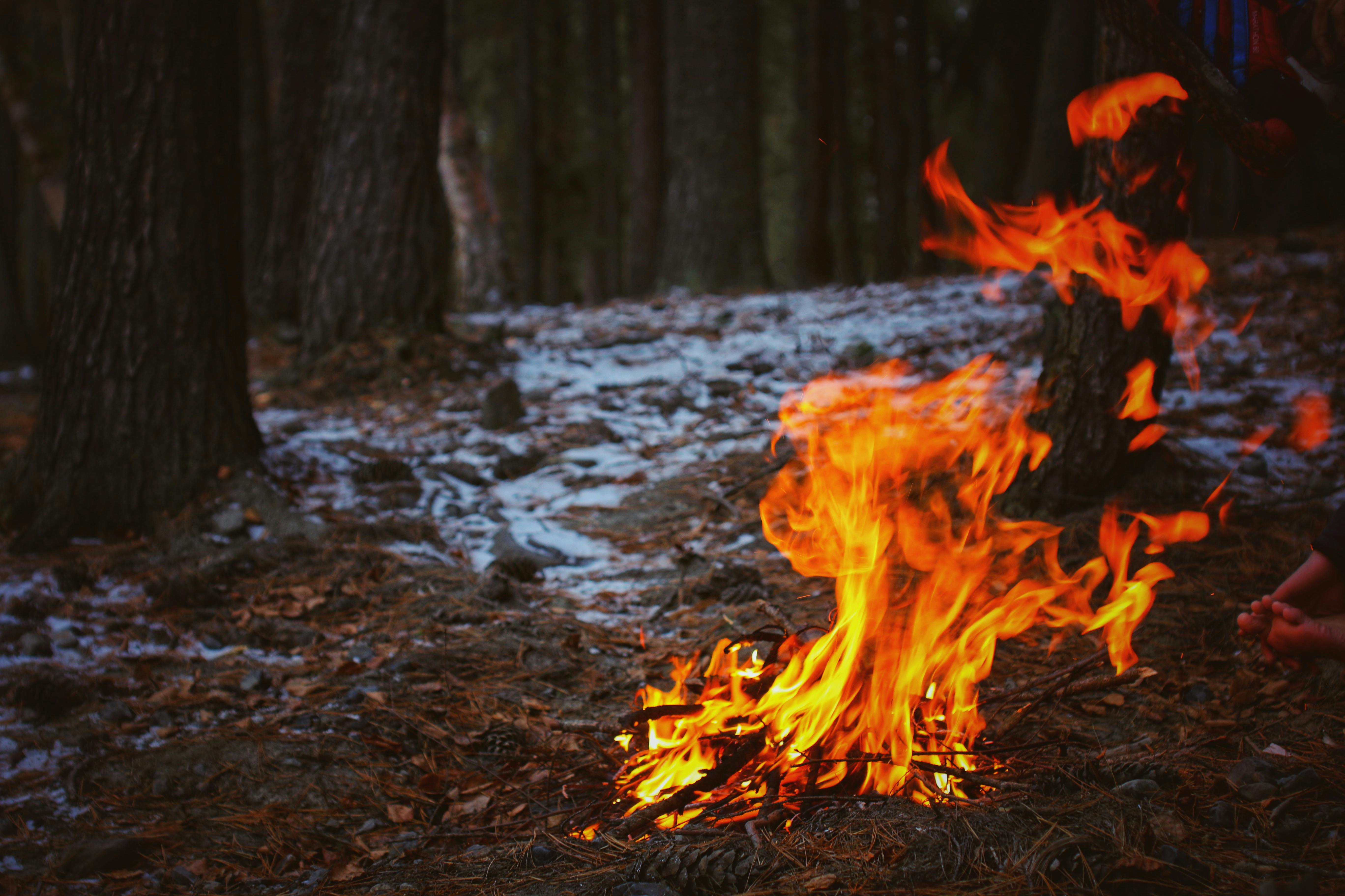 Burning Tree Branches on the Ground in the Forest · Free Stock Photo