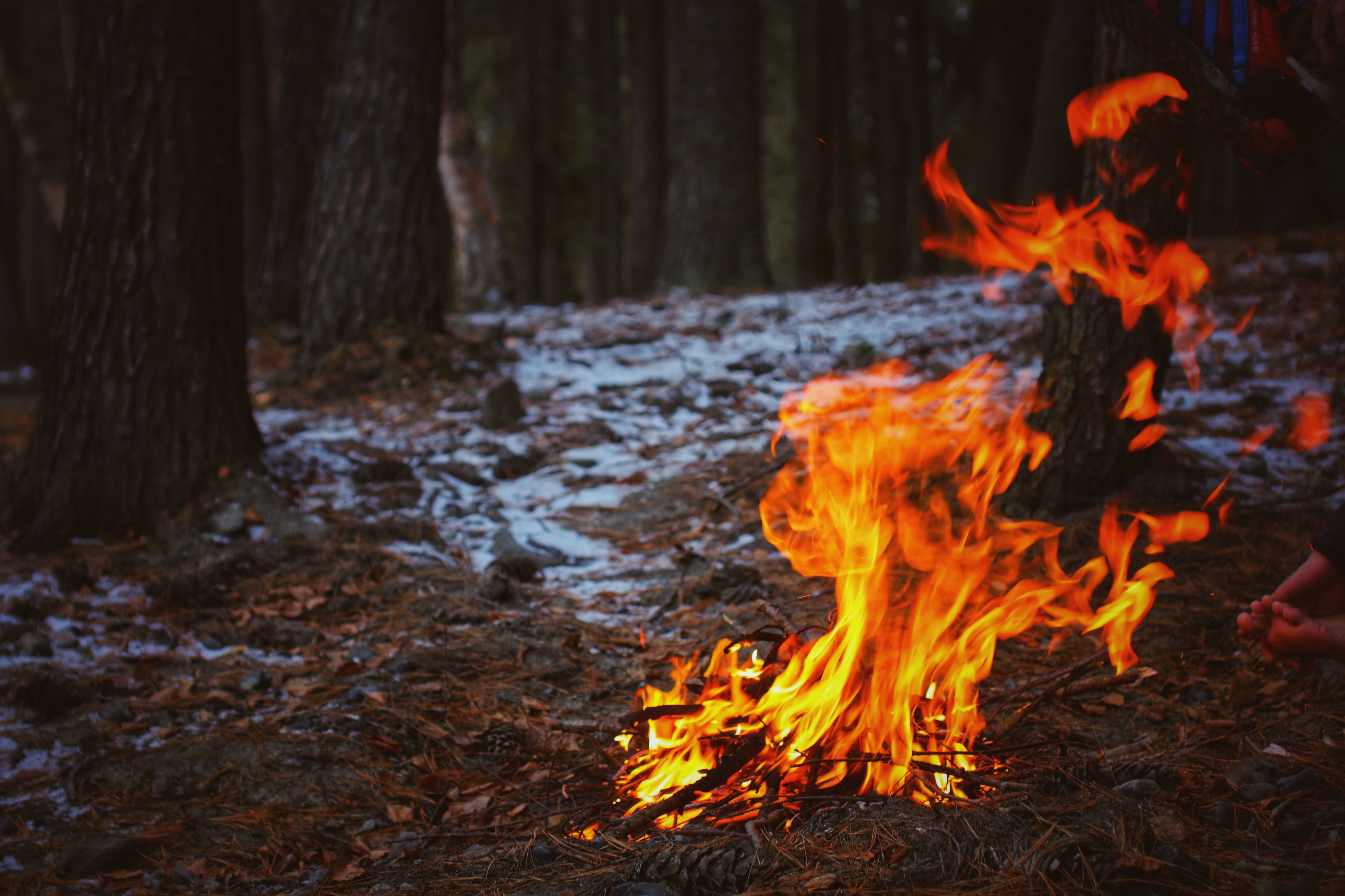 9,000+ Best Bush Fire Photos · 100% Free Download · Pexels Stock Photos