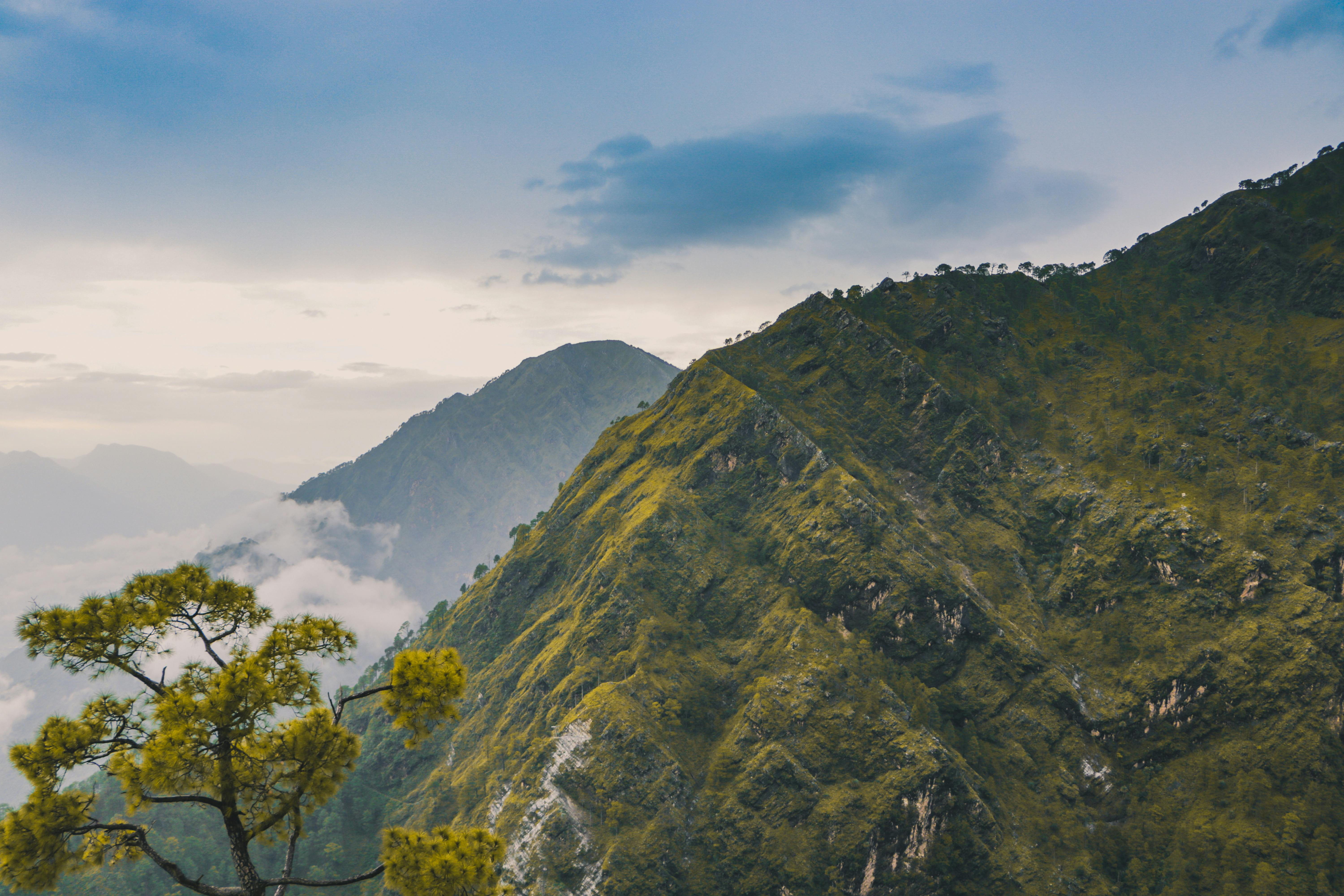 Sparse Wood Photos, Download Free Sparse Wood Stock Photos & HD Images