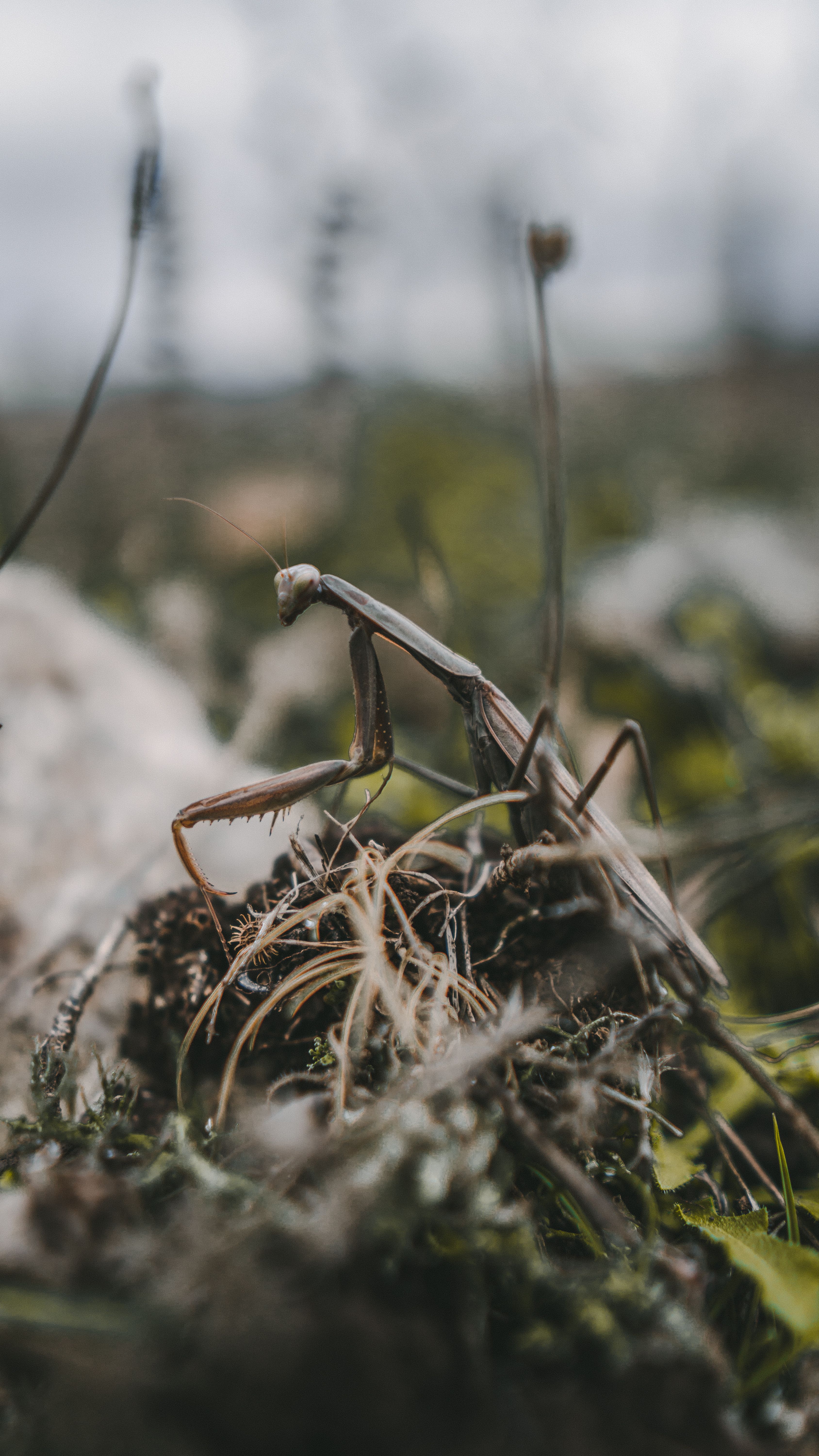 Brown Praying Mantis on Brown Dried Grass · Free Stock Photo