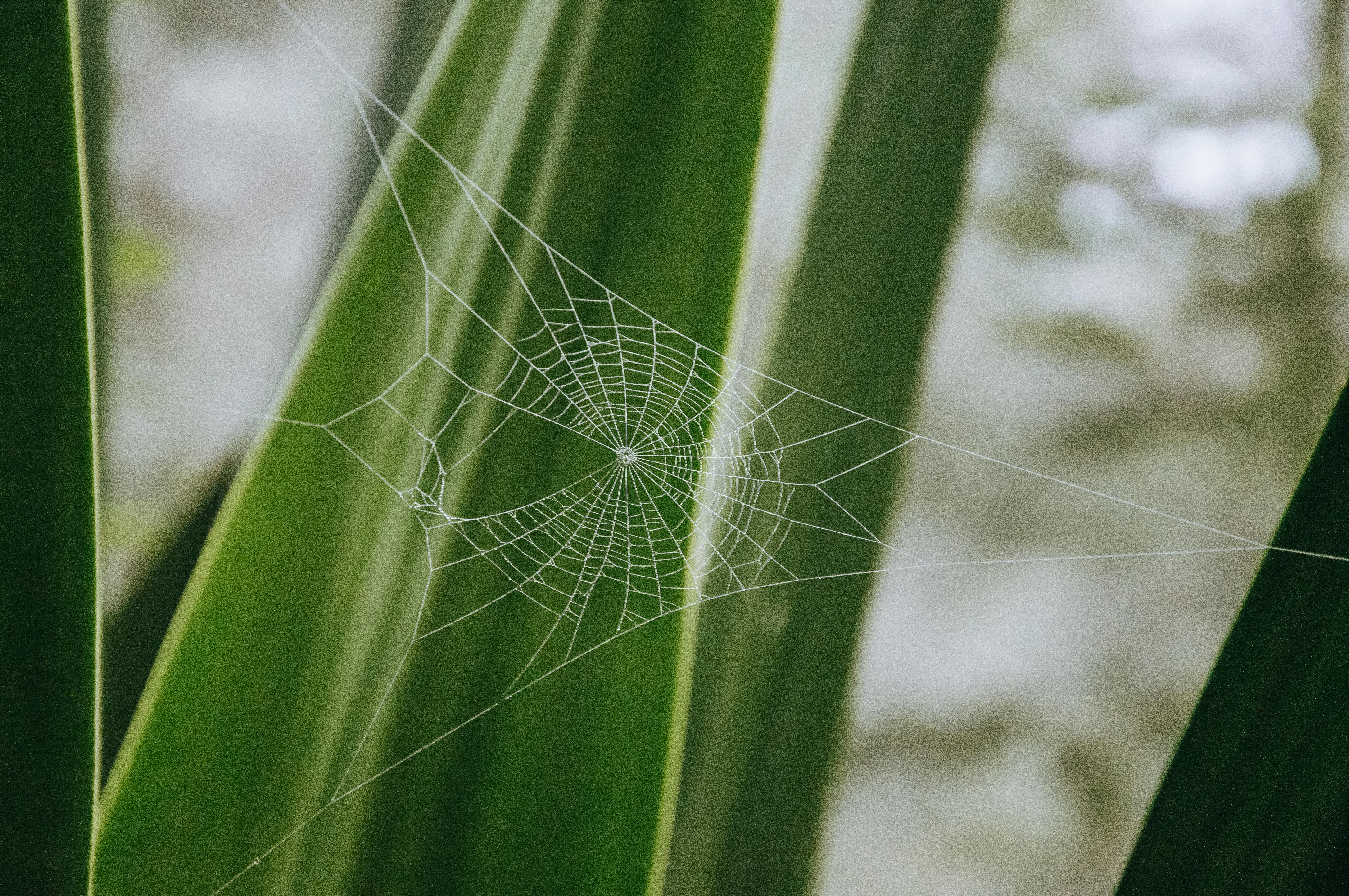 Spider Web on Green Plant · Free Stock Photo
