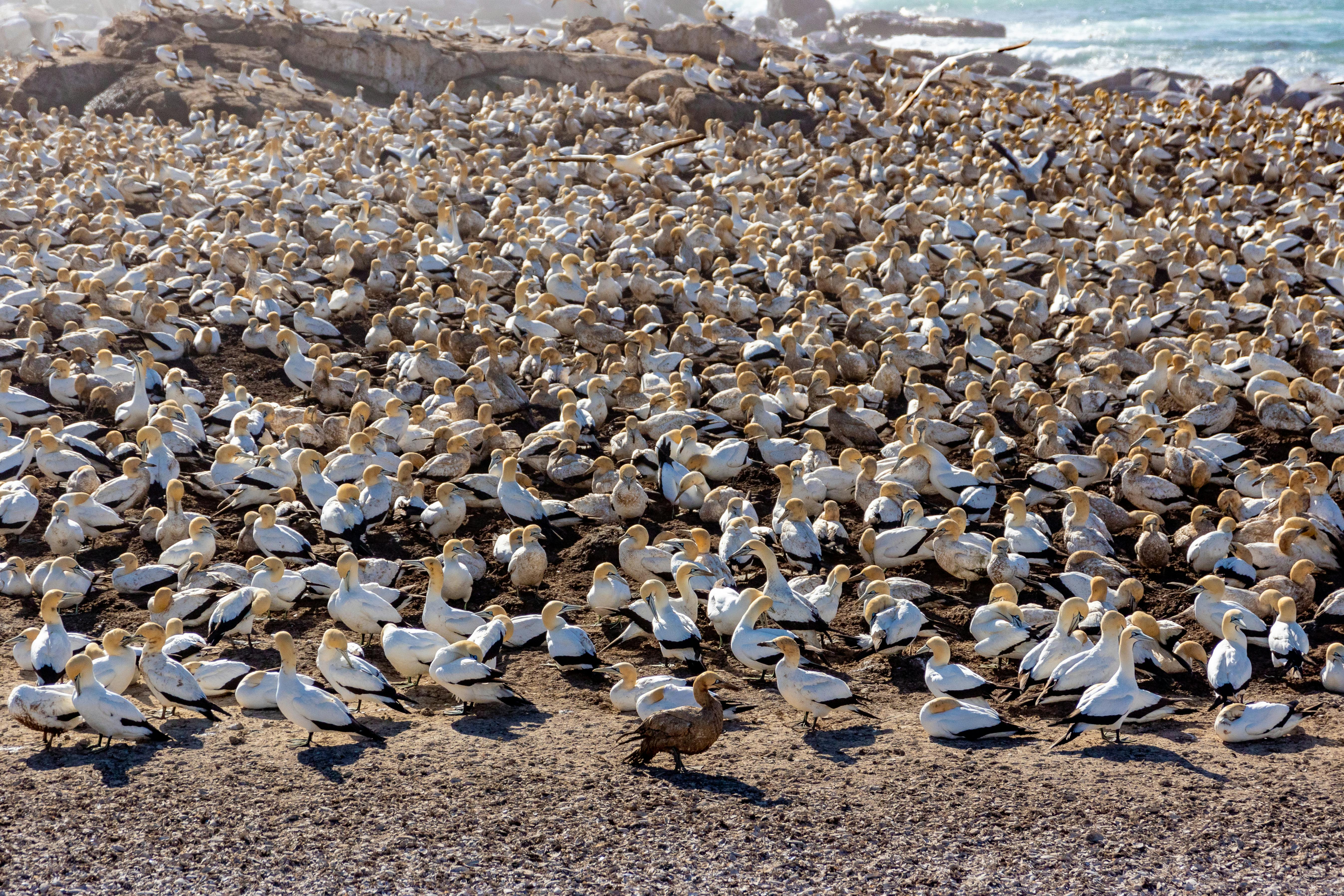 Flock of Yellowish Head Birds on Brown Sand · Free Stock Photo