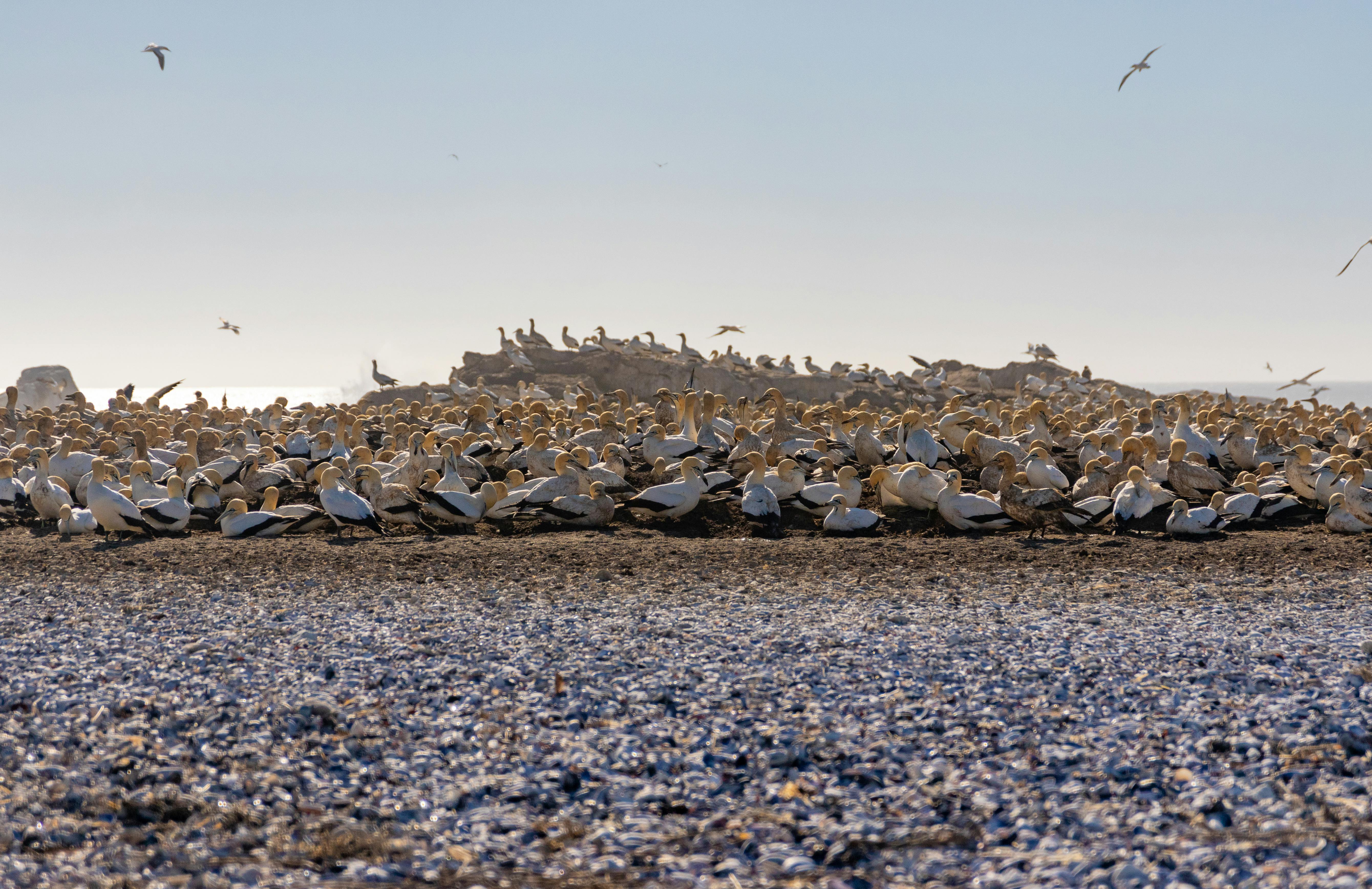 A Bird On A Rock Of A Mountain Cliff By The Ocean · Free Stock Photo
